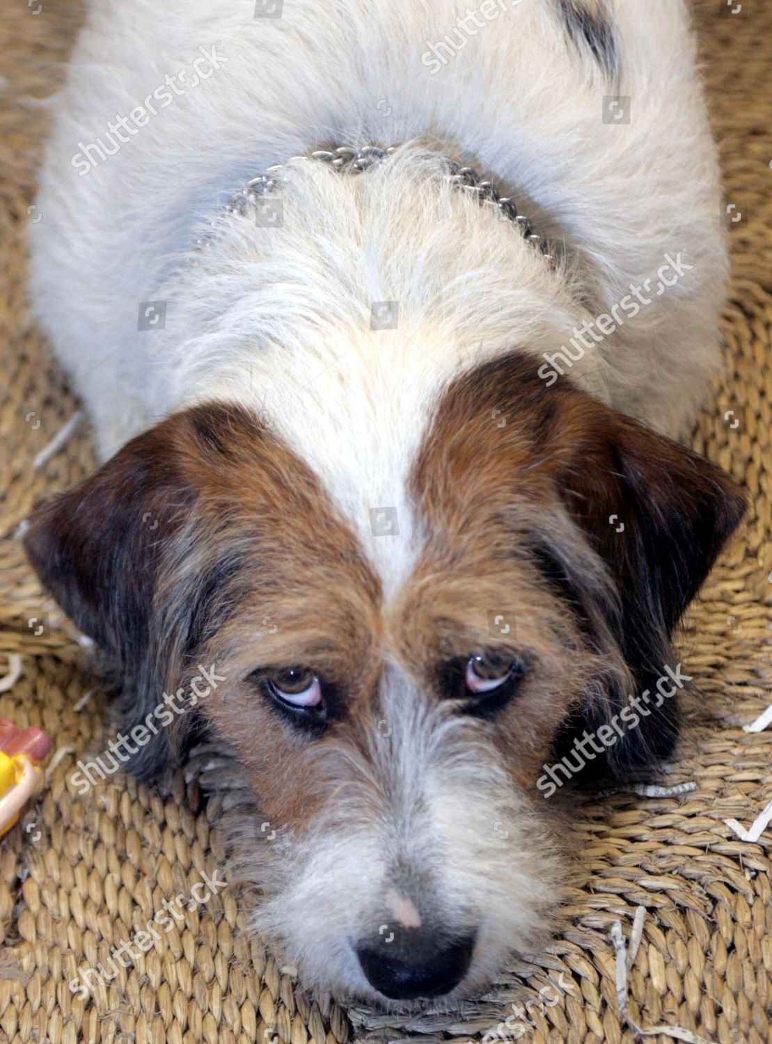 Eyes Have He May Look Docile Editorial Stock Photo - Stock Image ...