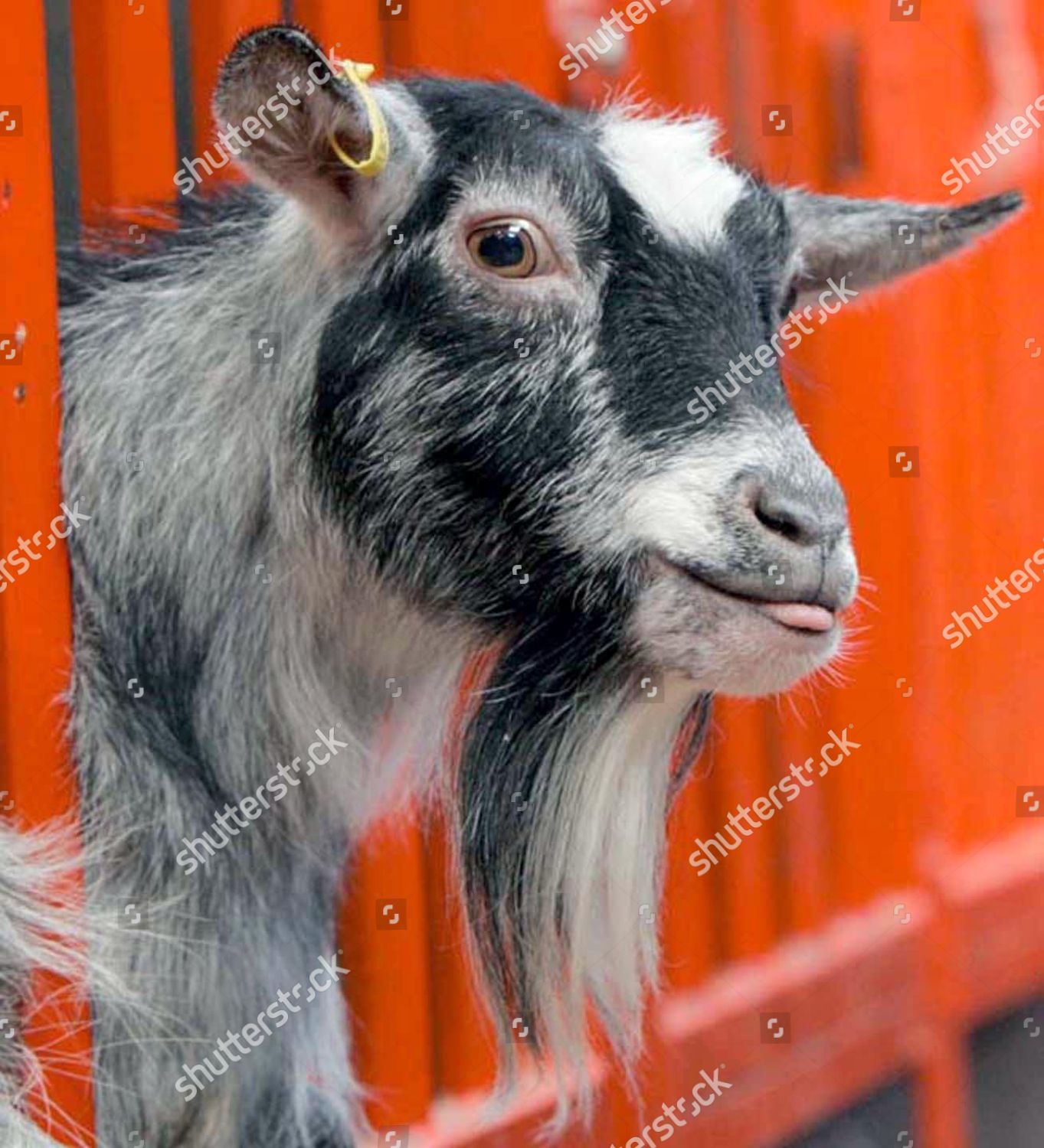 African Pigmy Goat Crealy Adventure Park Editorial Stock Photo - Stock ...