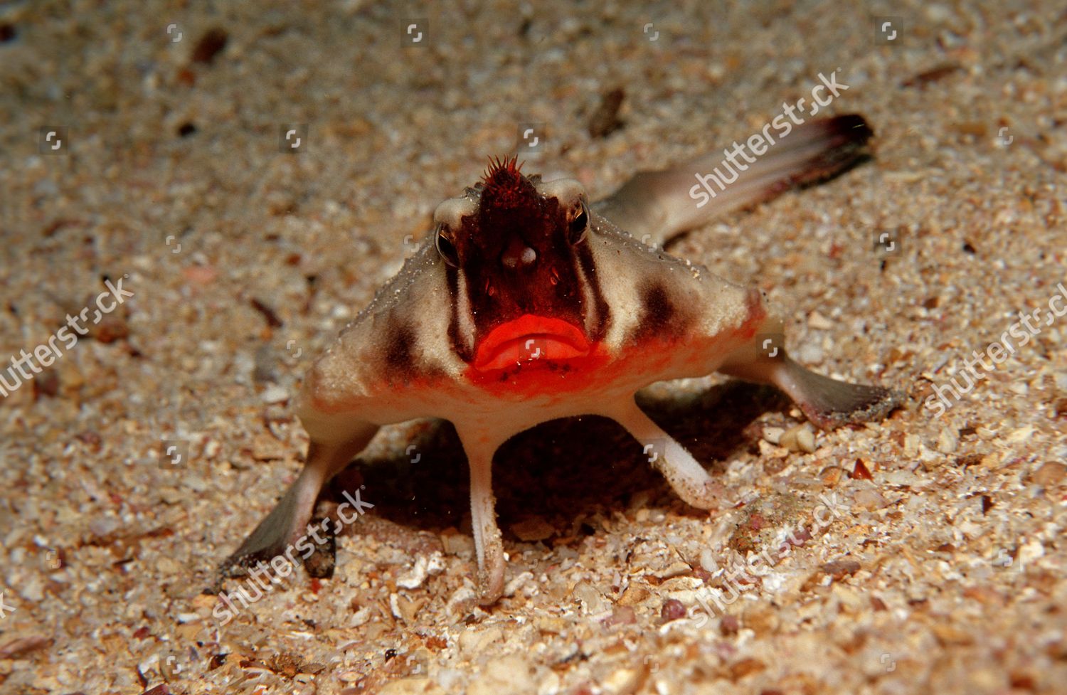 Red Lipped Batfish Ogcocephalus Darwini Editorial Stock Photo - Stock ...