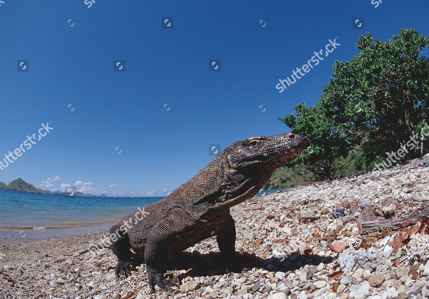 Komodo Dragon Natural Environment Varanus Komodoensis Editorial Stock ...