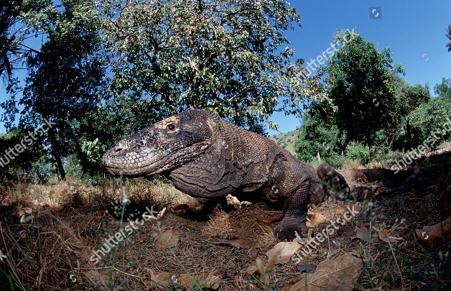 Komodo Dragon Natural Environment Varanus Komodoensis Editorial Stock ...
