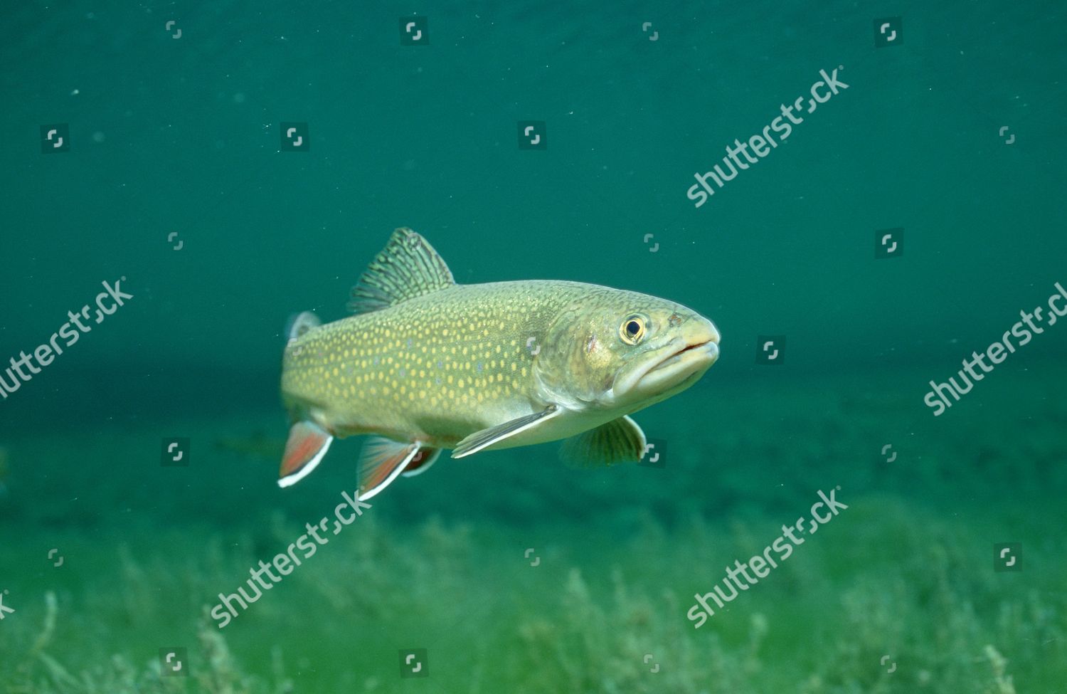 Brook Trout Salvelinus Fontinalis Editorial Stock Photo - Stock Image ...