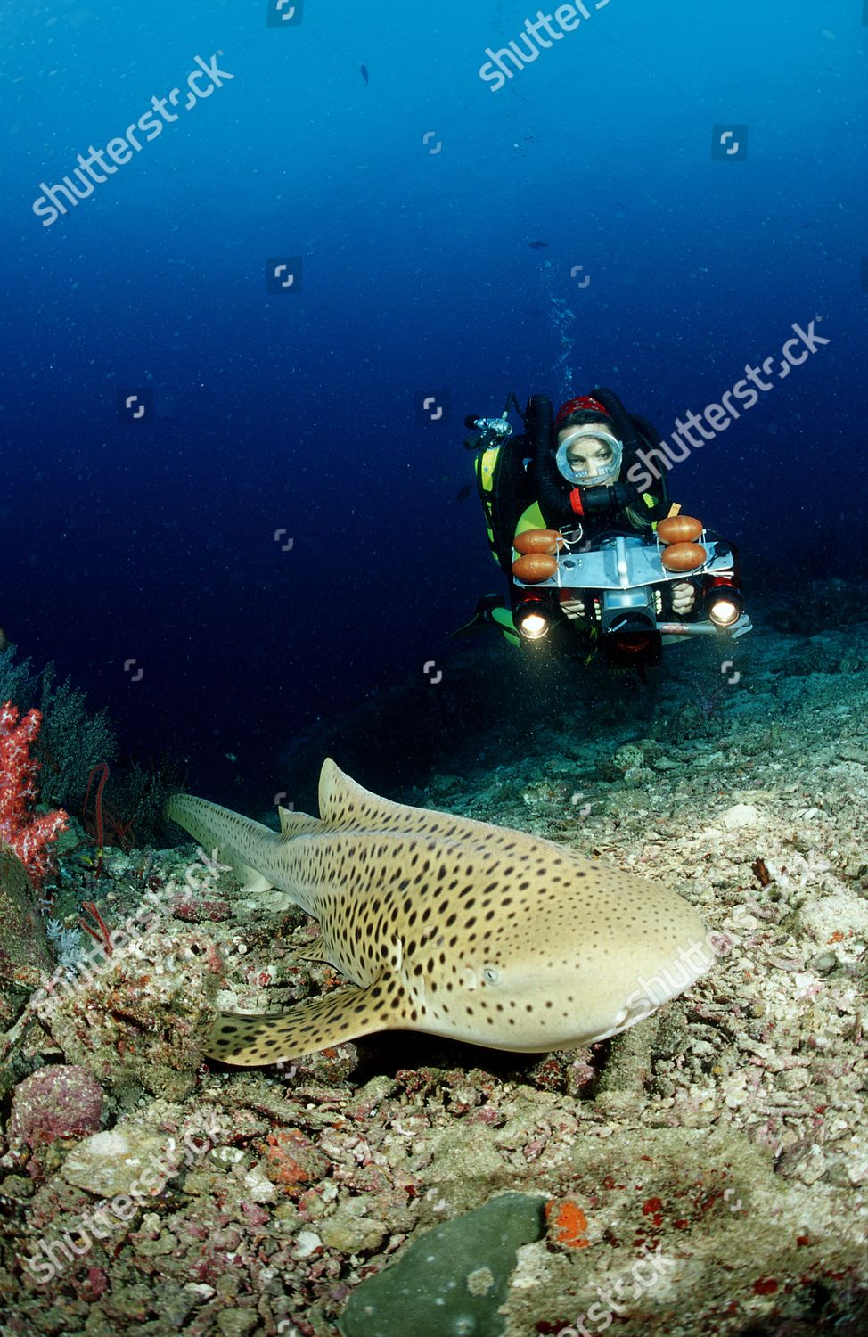 Model Released Leopard Shark Scuba Diver Editorial Stock Photo - Stock ...