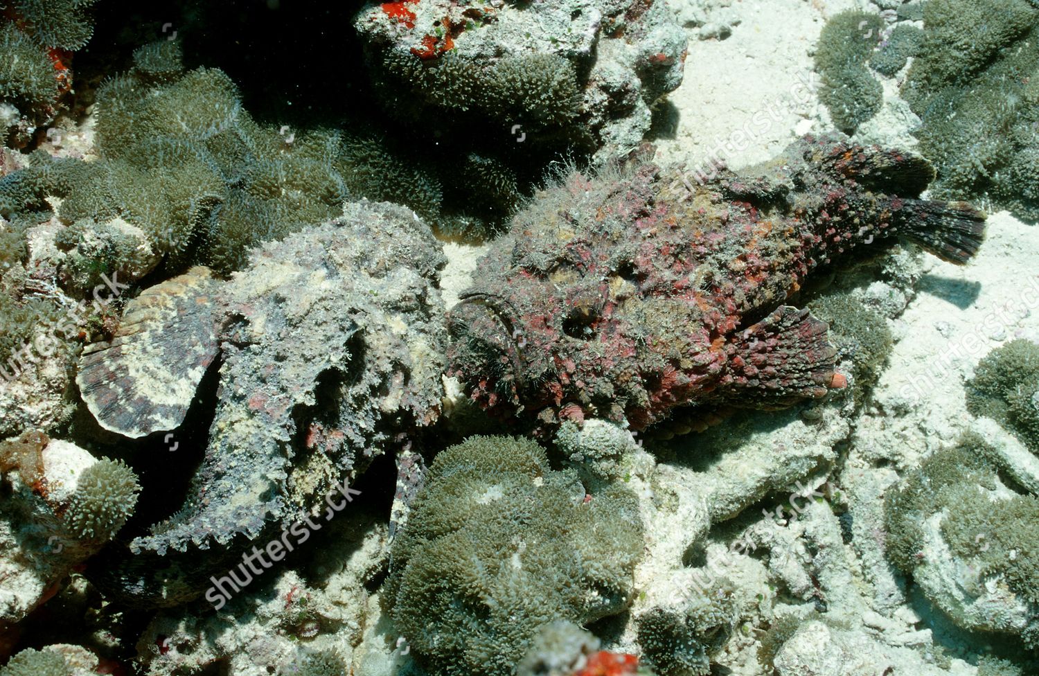 Reef Stonefish Two Stonefishes Synanceia Verrucosa Editorial Stock ...