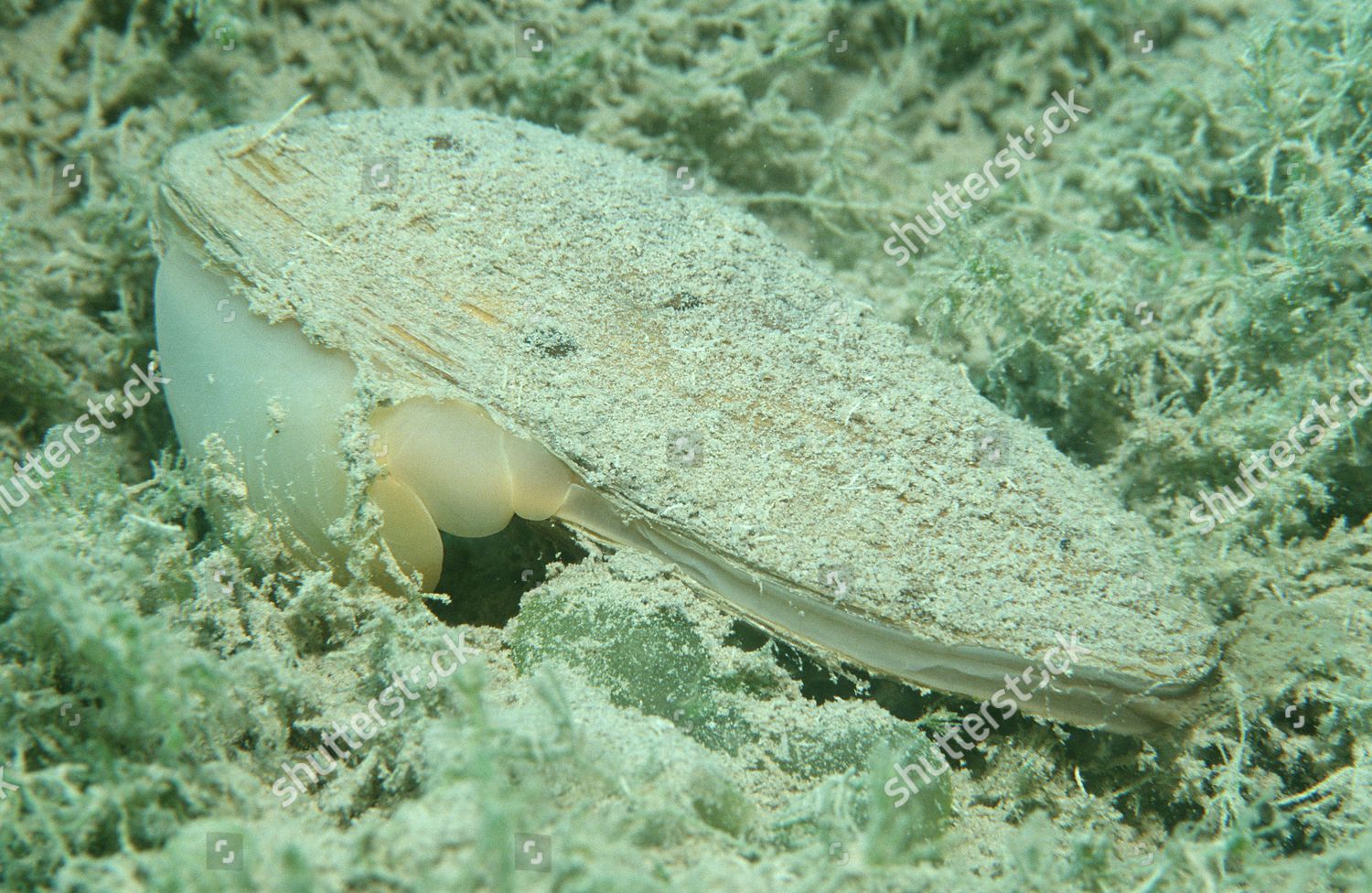 Freshwater Shell Anodonta Cygnaea Editorial Stock Photo - Stock Image ...