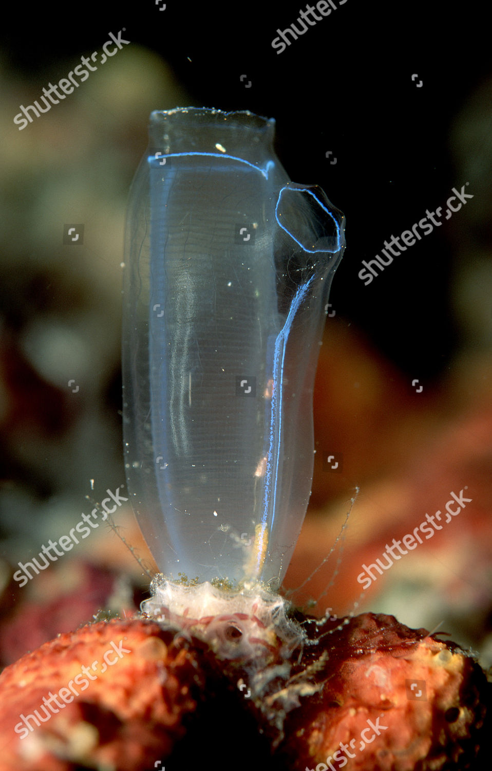 Sea Squirt Ascidia Editorial Stock Photo - Stock Image | Shutterstock