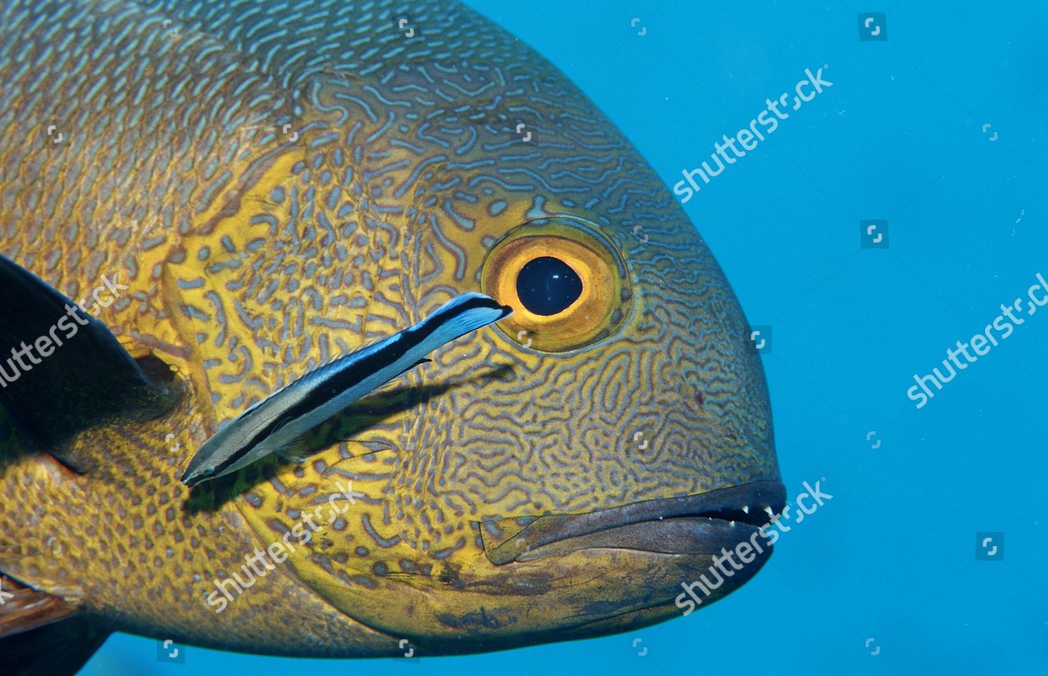 Cleaner Wrasse Cleaning Black White Snapper Editorial Stock Photo ...