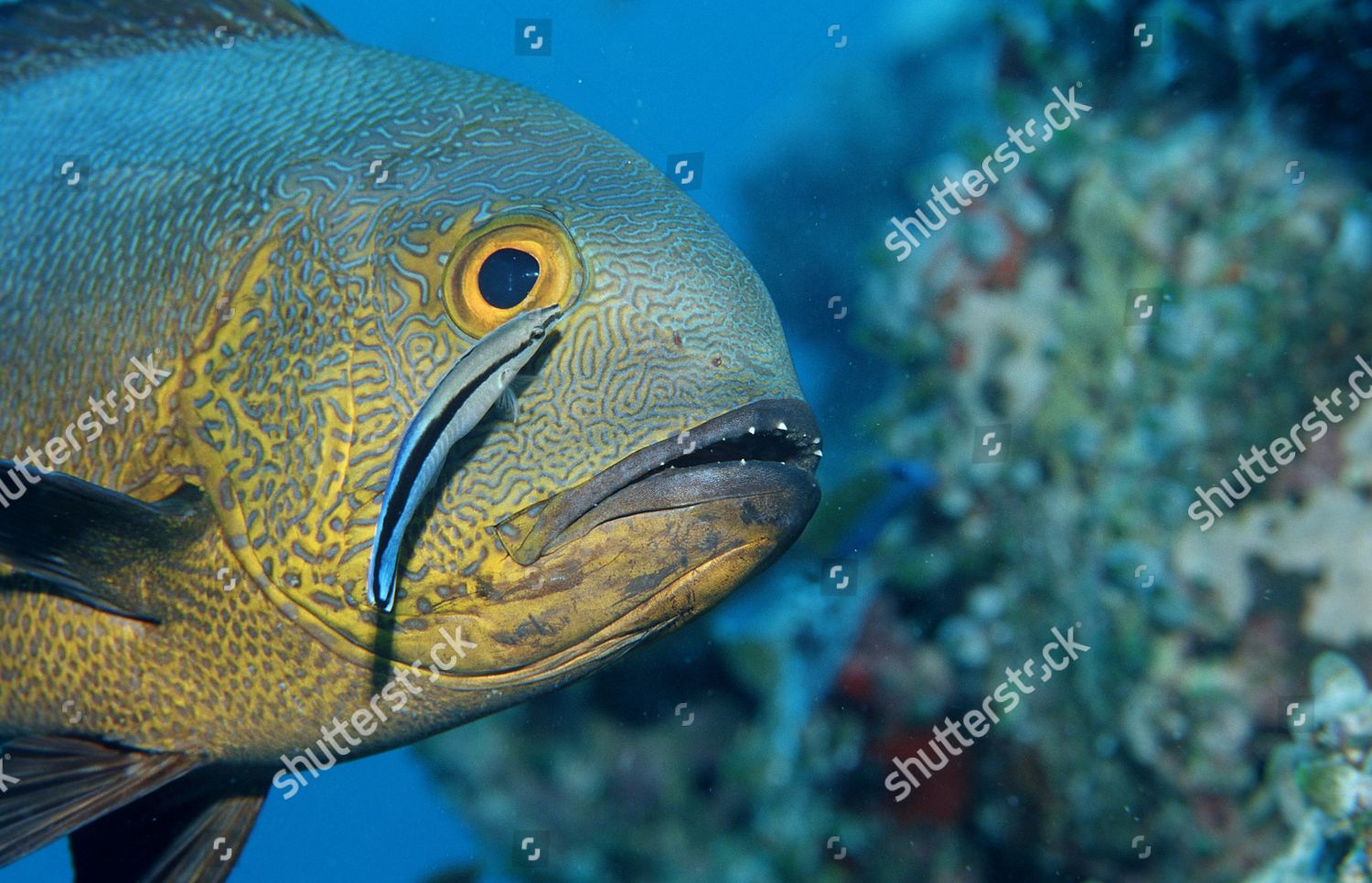 Cleaner Wrasse Cleaning Black White Snapper Editorial Stock Photo ...