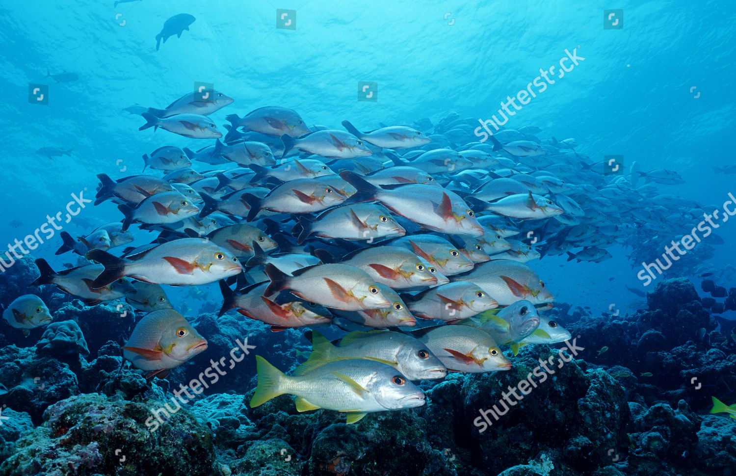 Humpback Snapper Lutjanus Gibbus Editorial Stock Photo - Stock Image ...