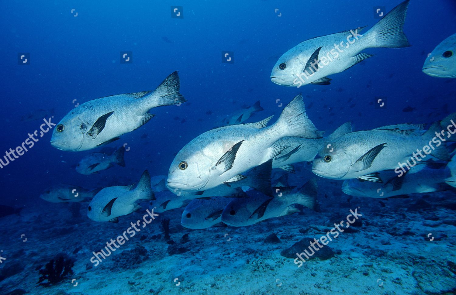 Black Snapper Macolor Niger Editorial Stock Photo - Stock Image ...