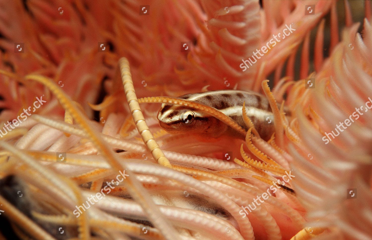 Crinoid Clingfish Discotrema Crinophila Editorial Stock Photo - Stock ...