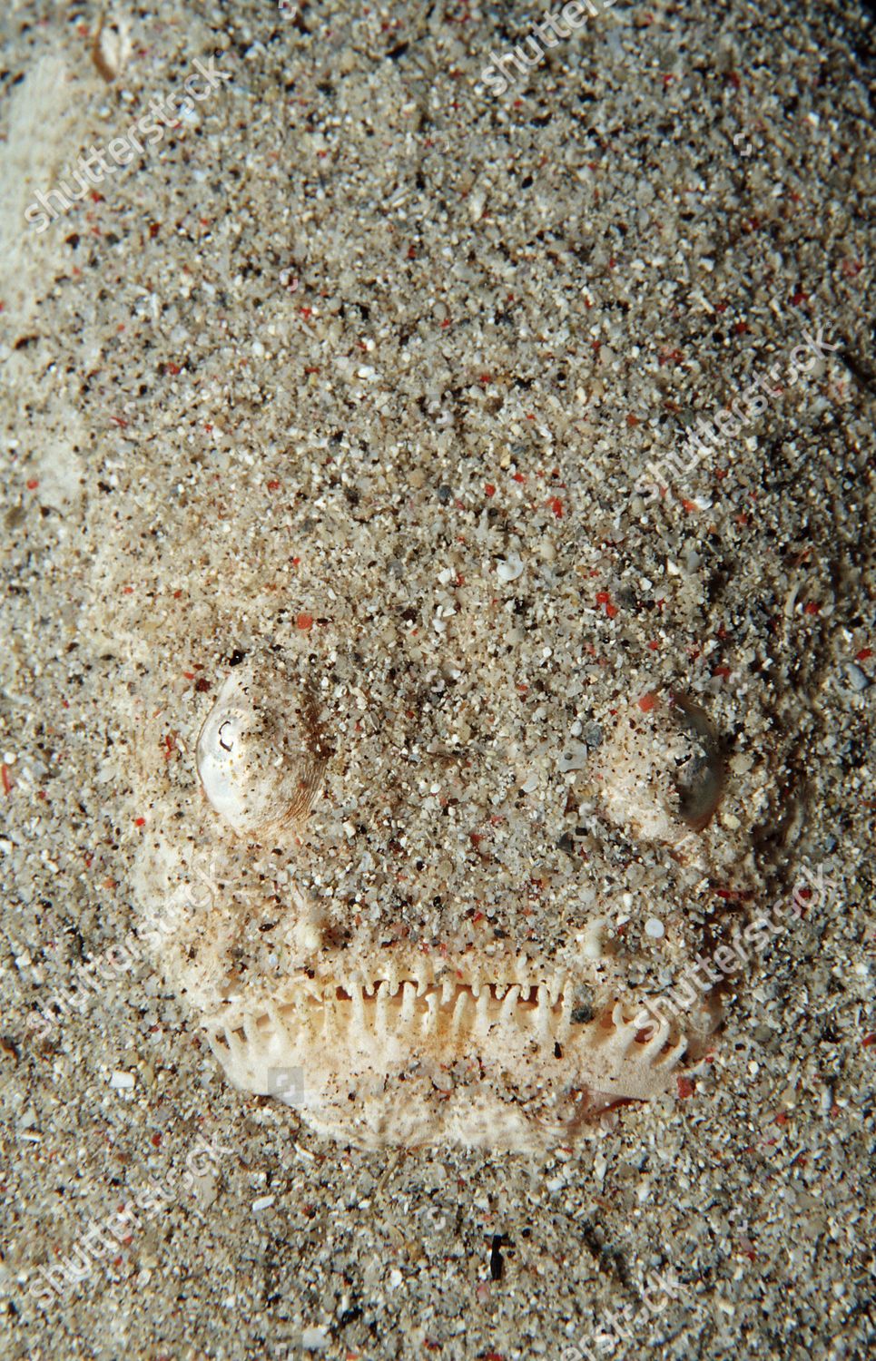 Marbled Stargazer Uranoscopus Bicinctus Editorial Stock Photo - Stock ...