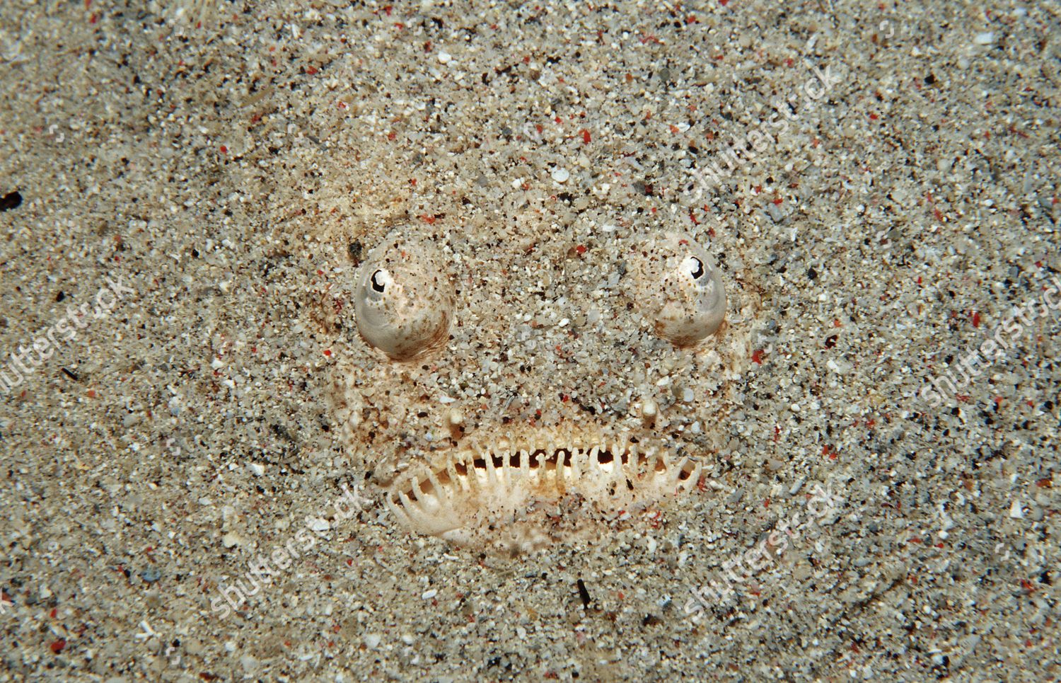 Marbled Stargazer Uranoscopus Bicinctus Editorial Stock Photo - Stock ...