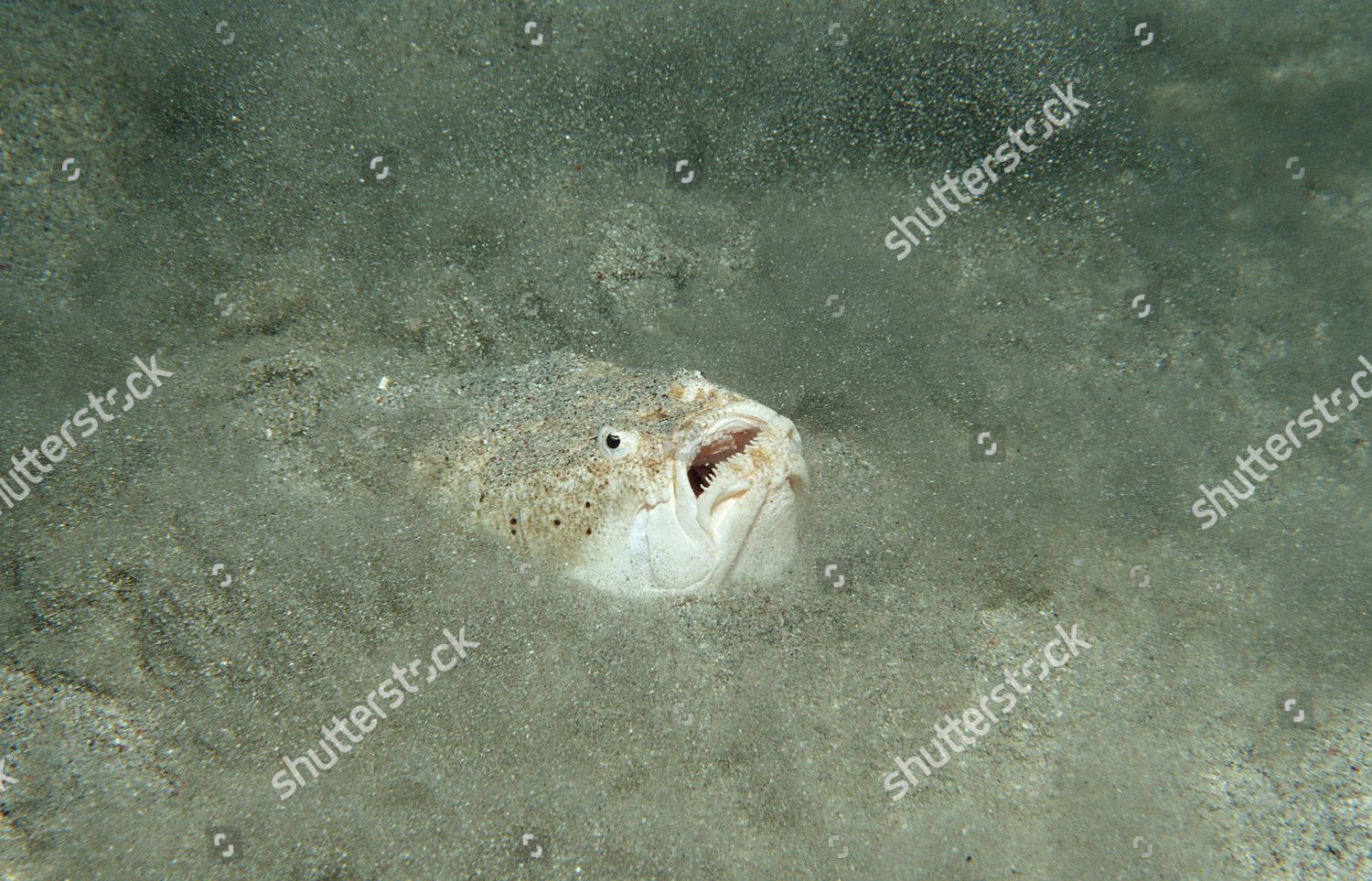 Marbled Stargazer Uranoscopus Bicinctus Editorial Stock Photo - Stock ...
