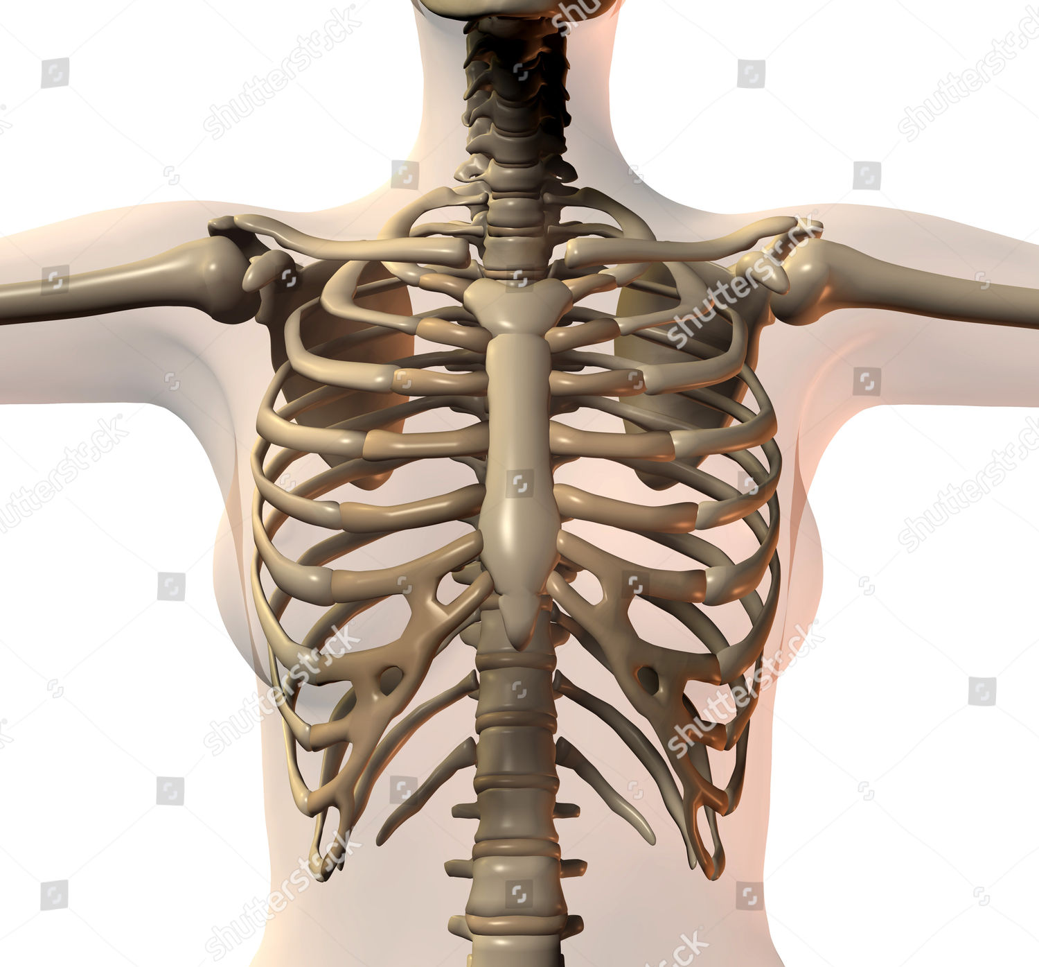 Anatomical Thorax Editorial Stock Photo - Stock Image | Shutterstock