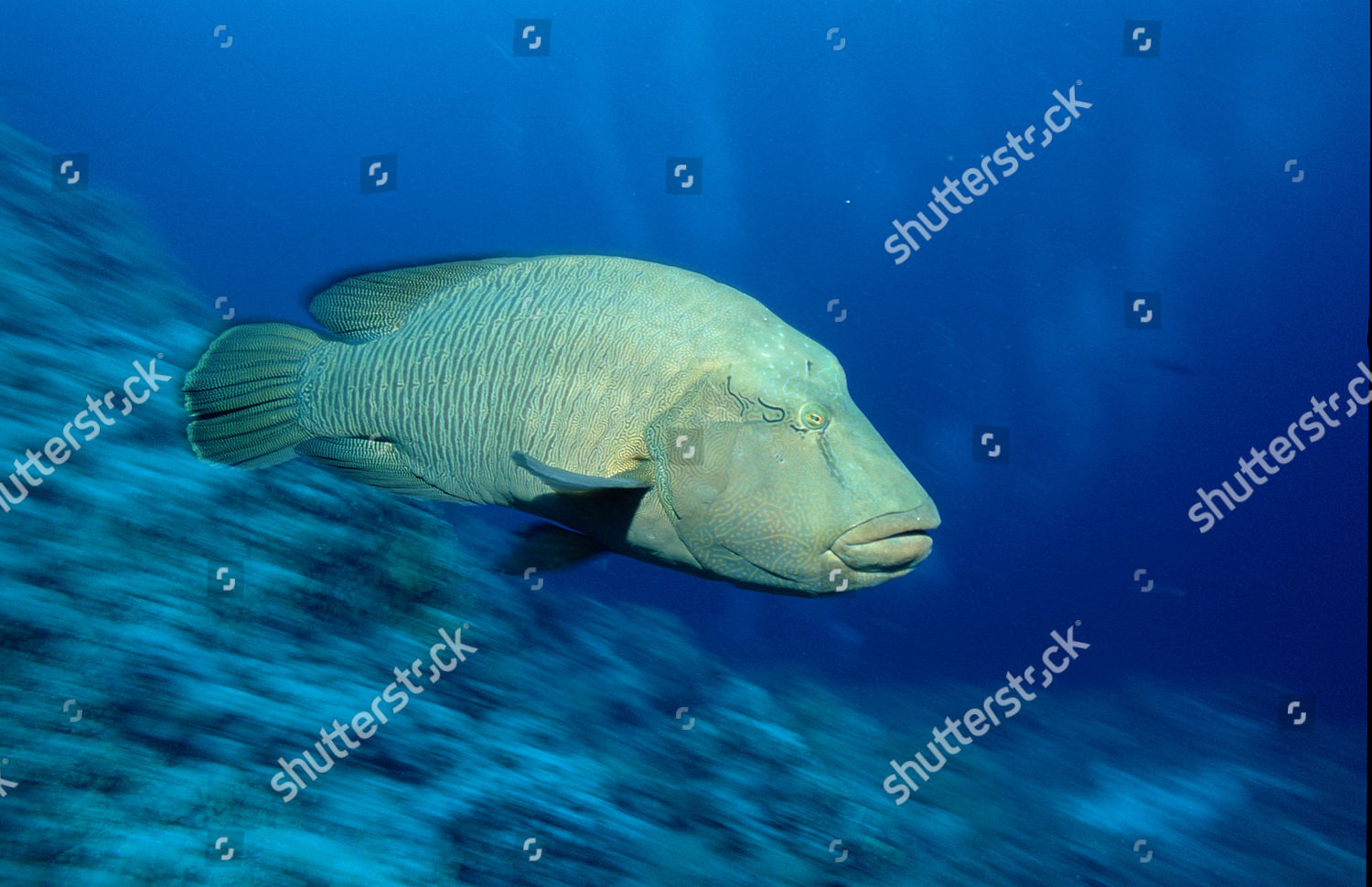 Humpback Wrasse Cheilinus Undulatus Editorial Stock Photo - Stock Image | Shutterstock