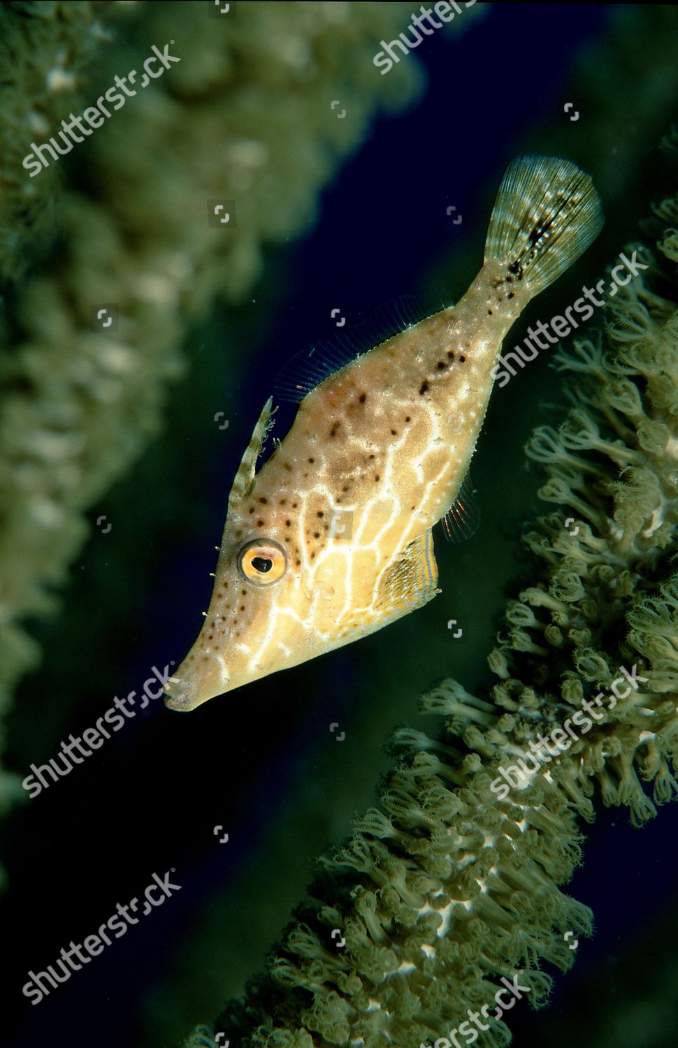 Slender Filefish Monacanthus Tuckeri Editorial Stock Photo - Stock ...