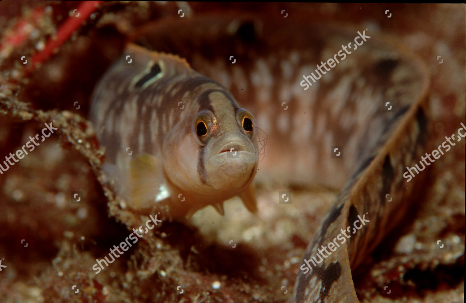 Eelpout Zoarcidae Editorial Stock Photo - Stock Image | Shutterstock