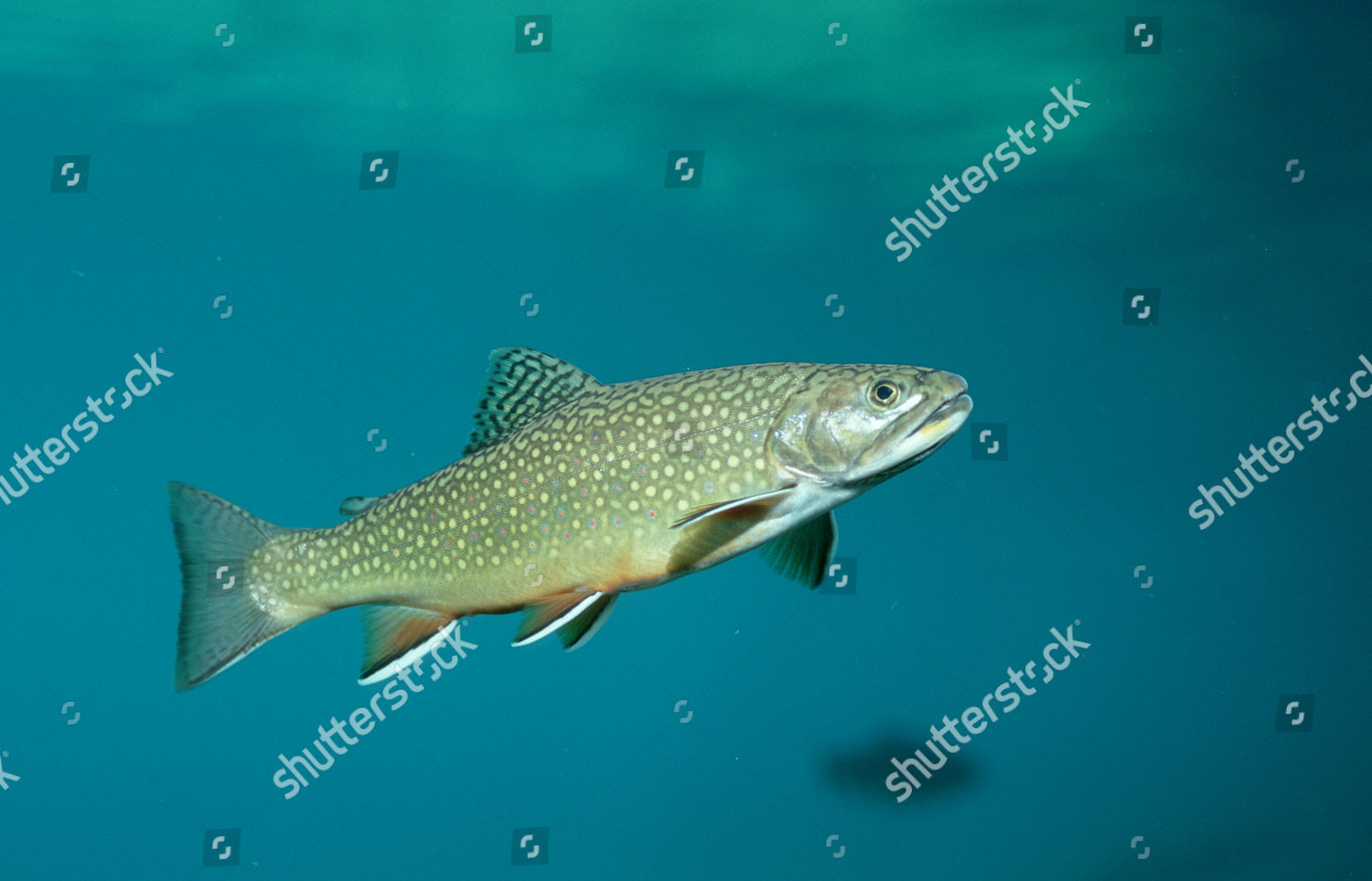 Brook Trout Salvelinus Fontinalis Editorial Stock Photo - Stock Image ...