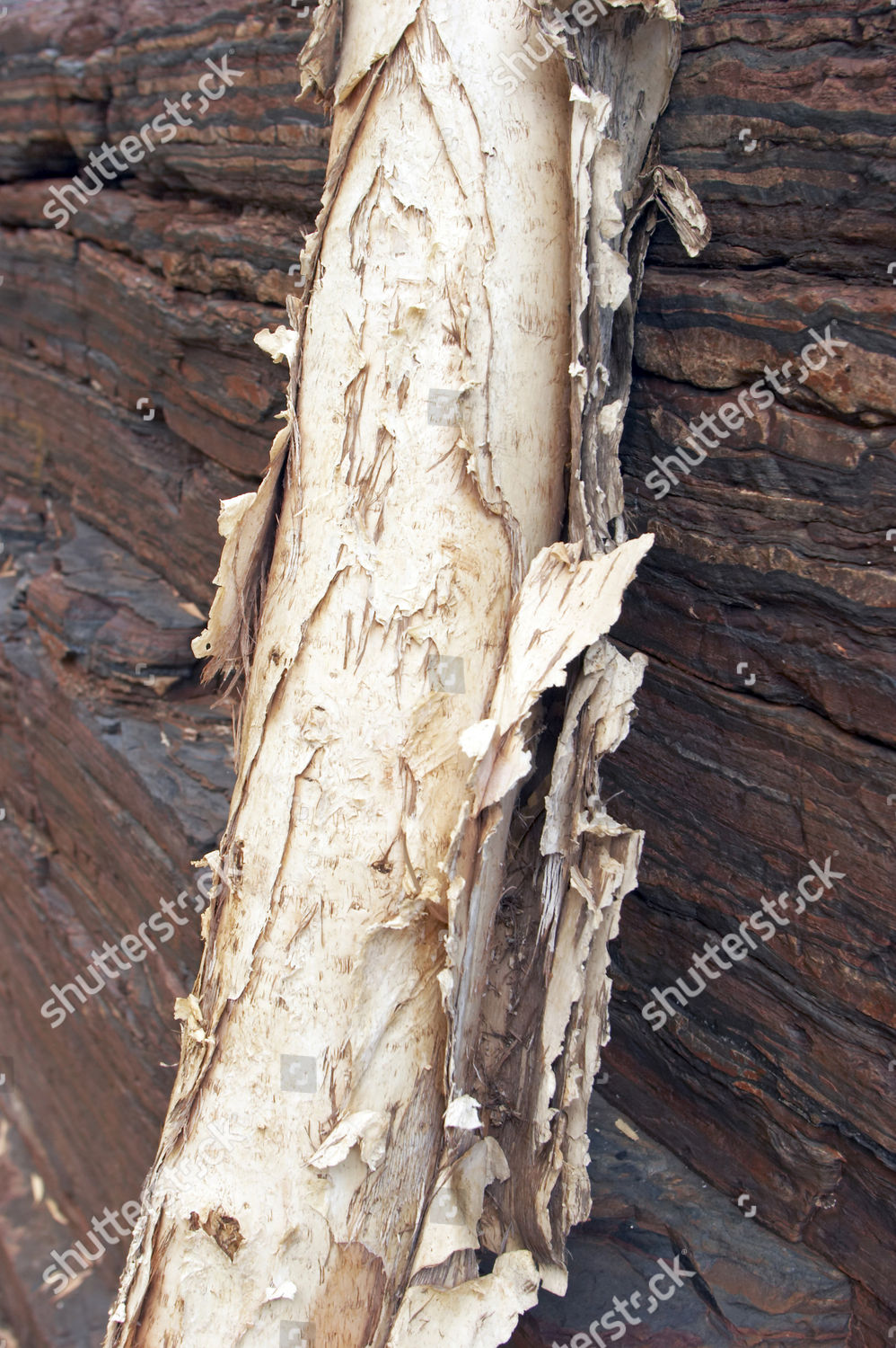 Bole Paper Bark Tree Karijini National Editorial Stock Photo - Stock ...
