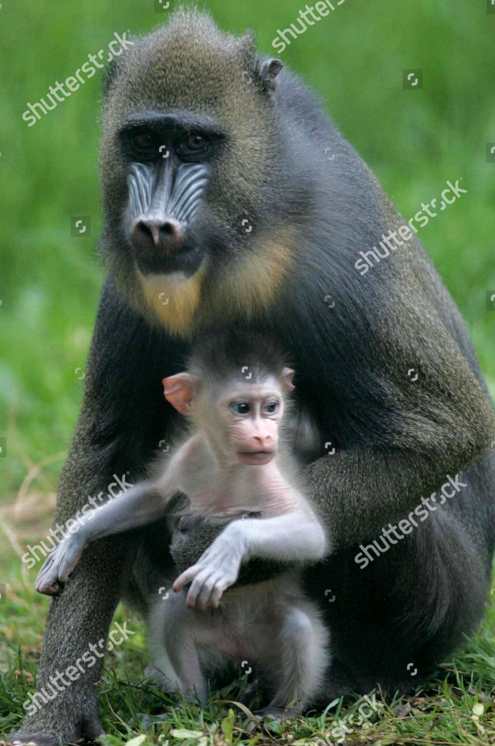Female Mandrill Her New Baby Editorial Stock Photo - Stock Image ...