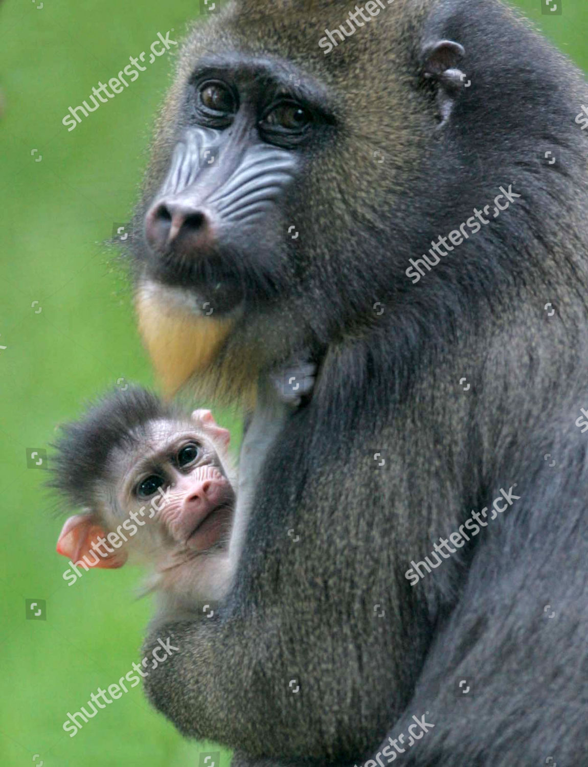 Female Mandrill Her New Baby Editorial Stock Photo - Stock Image ...