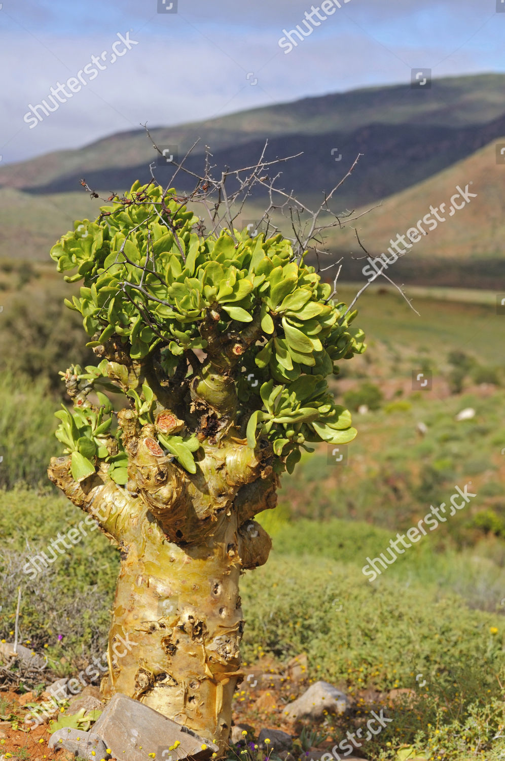 Botterboom Butter Tree Tylecodon Paniculatus Richtersveld Editorial ...