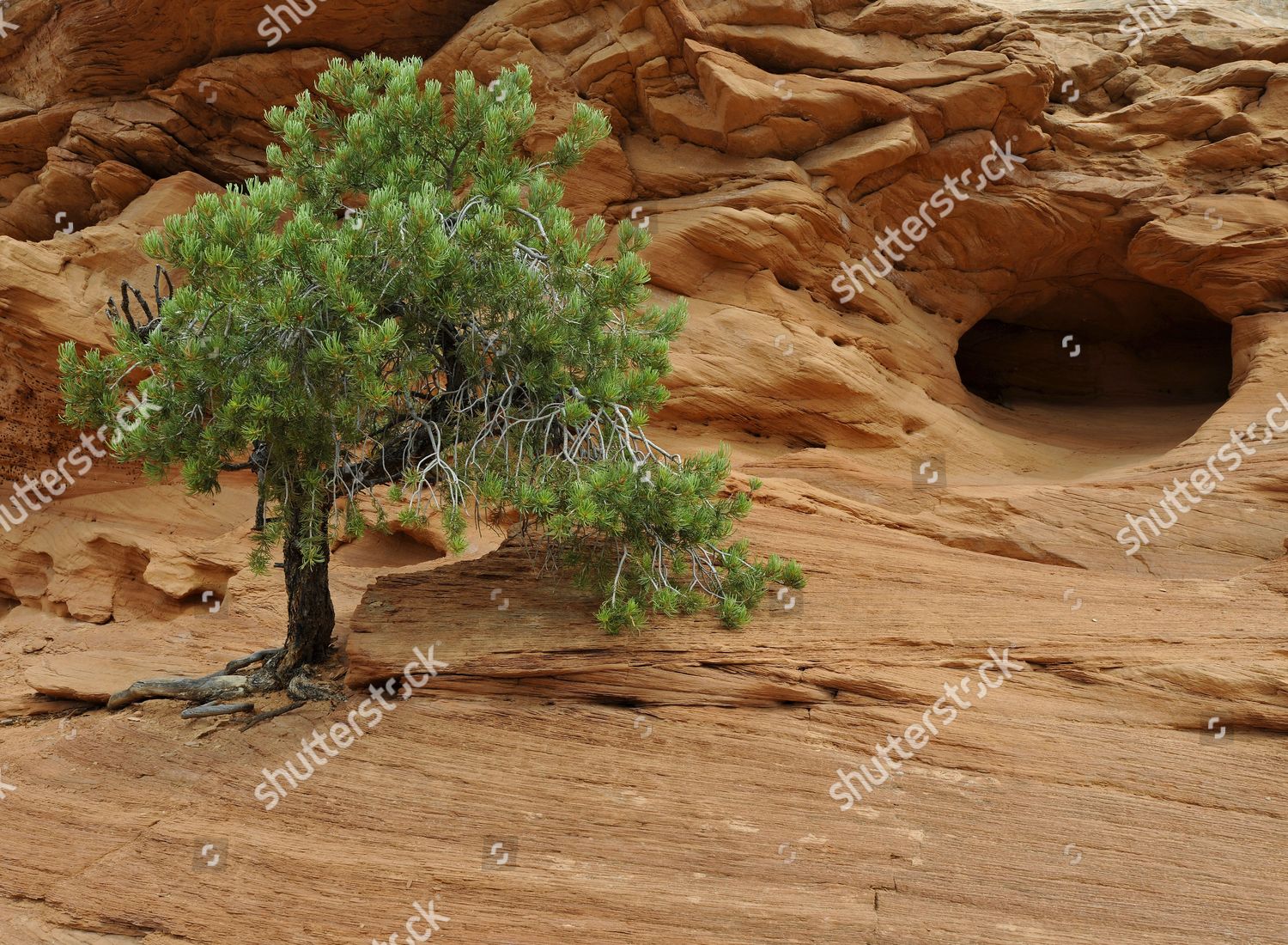 Utah Juniper Juniperus Osteosperma Sandstone Cave Editorial Stock Photo ...