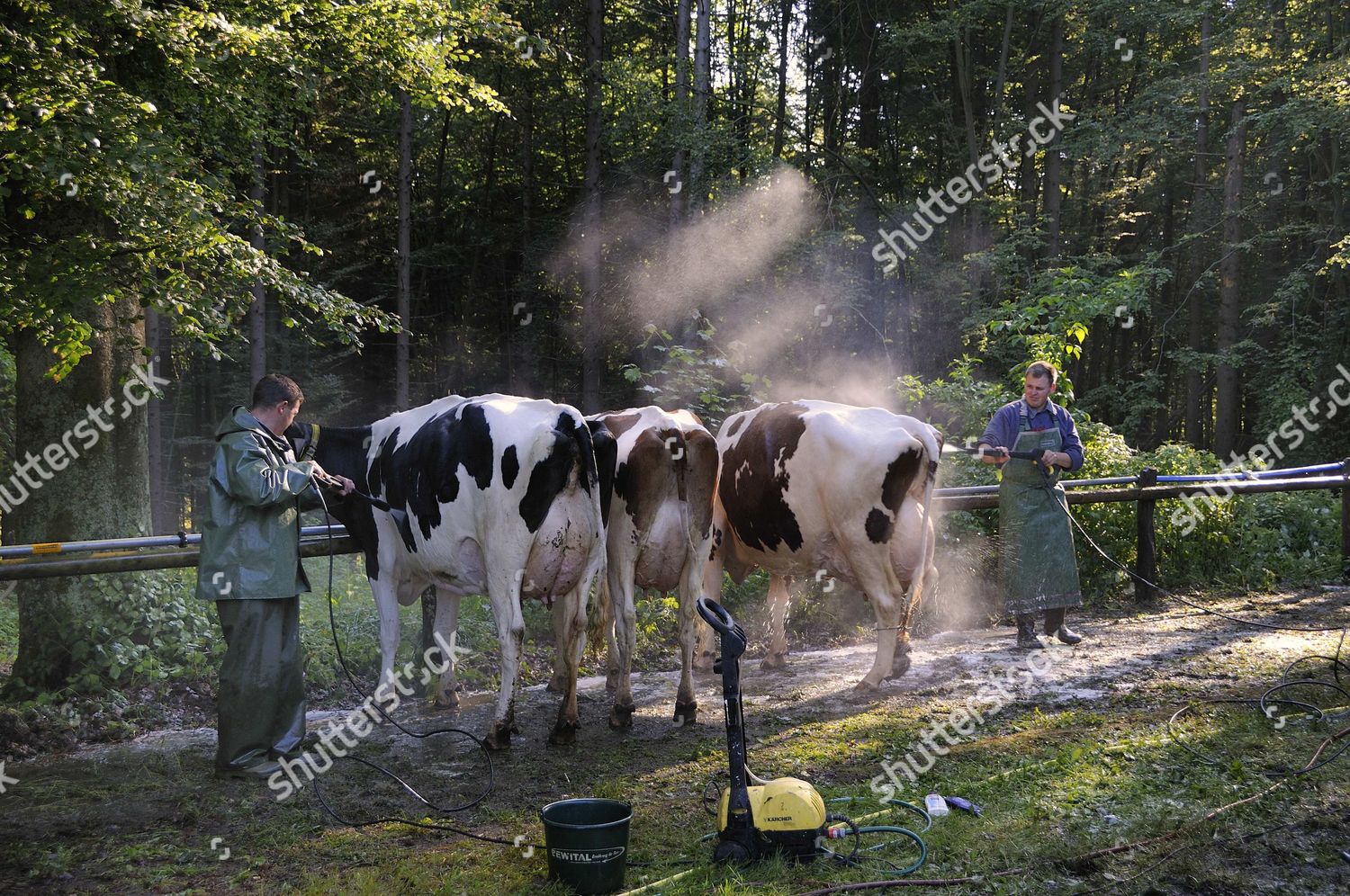 Cleaning Cows Highpressure Cleaners Early Morning Editorial Stock Photo ...