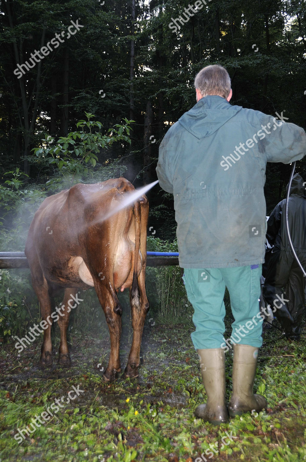Cleaning Cows Highpressure Cleaners Early Morning Editorial Stock Photo ...