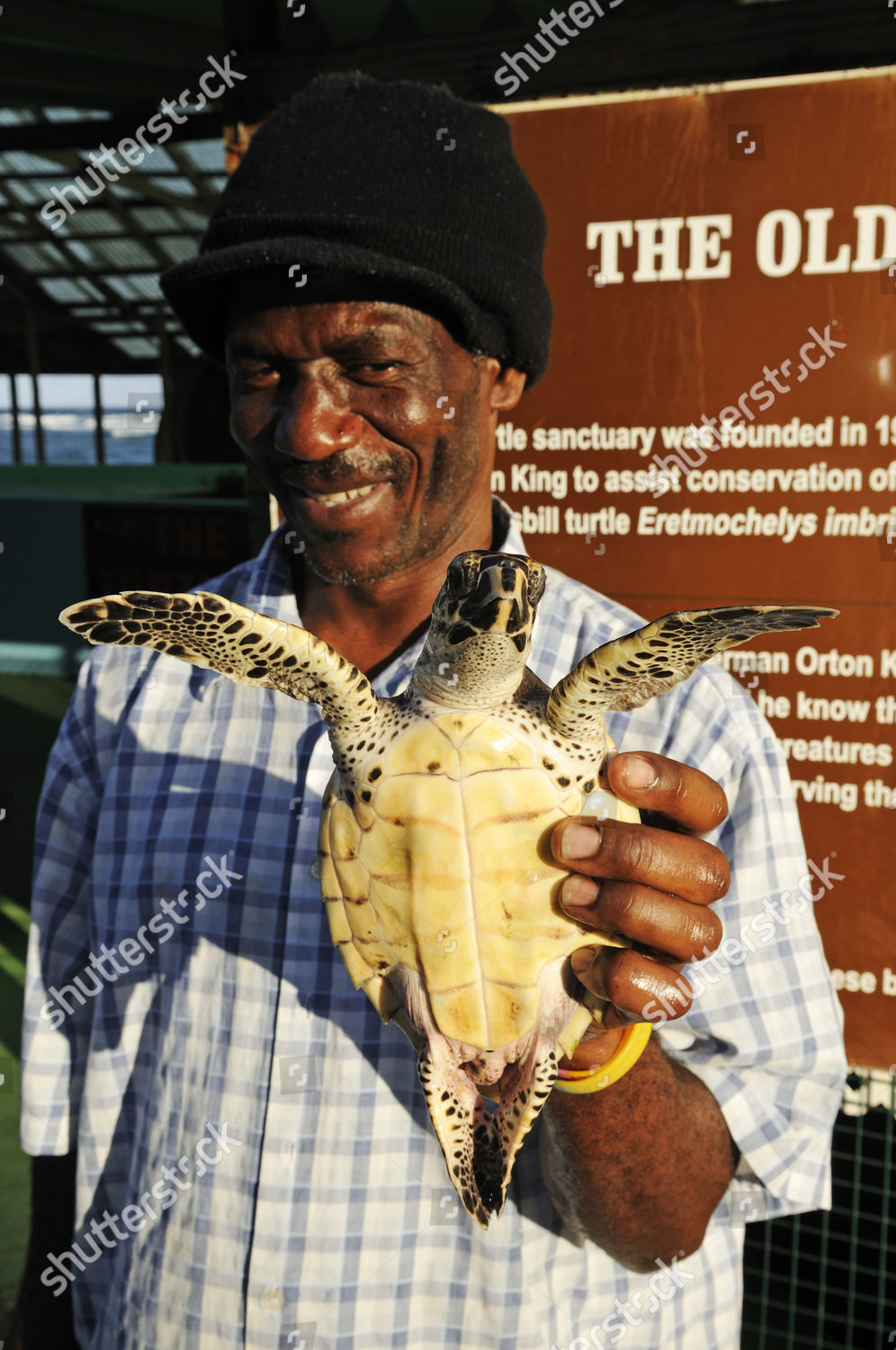 Man Holding Turtle Old Hegg Turtle Editorial Stock Photo - Stock Image ...