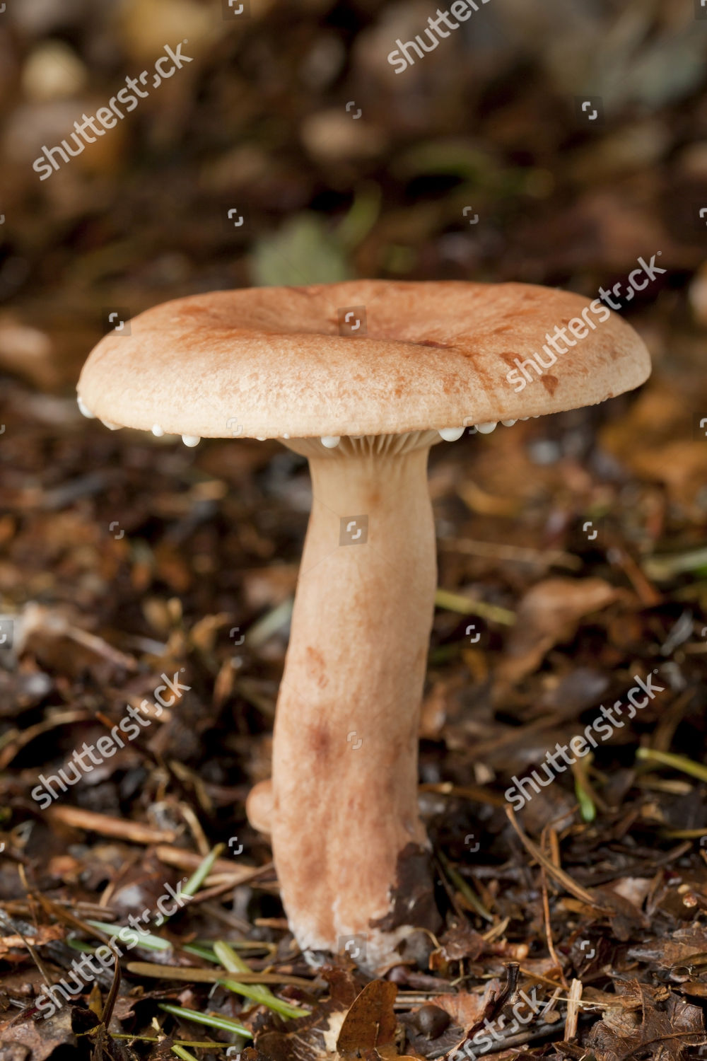 Oak Milkcap Mushroom Lactarius Quietus Editorial Stock Photo - Stock ... Oak Milkcap Mushroom Lactarius Quietus Editorial Stock Photo - Stock ...