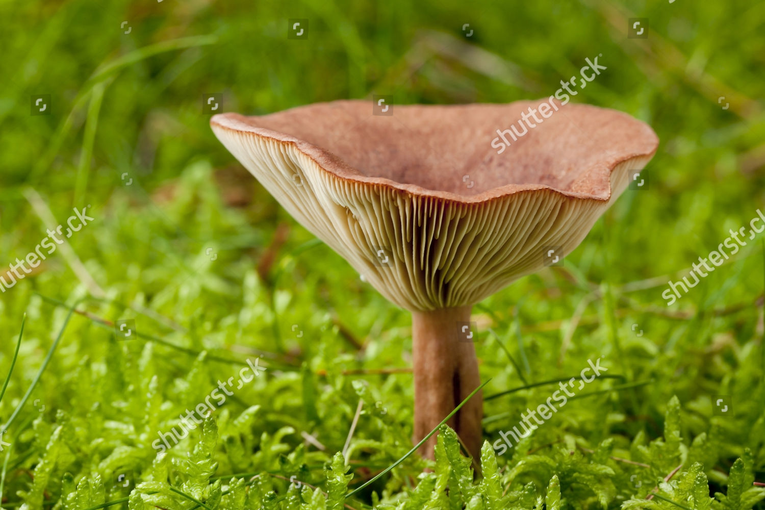 Rufous Milkcap Mushroom Lactarius Rufus Editorial Stock Photo - Stock ...