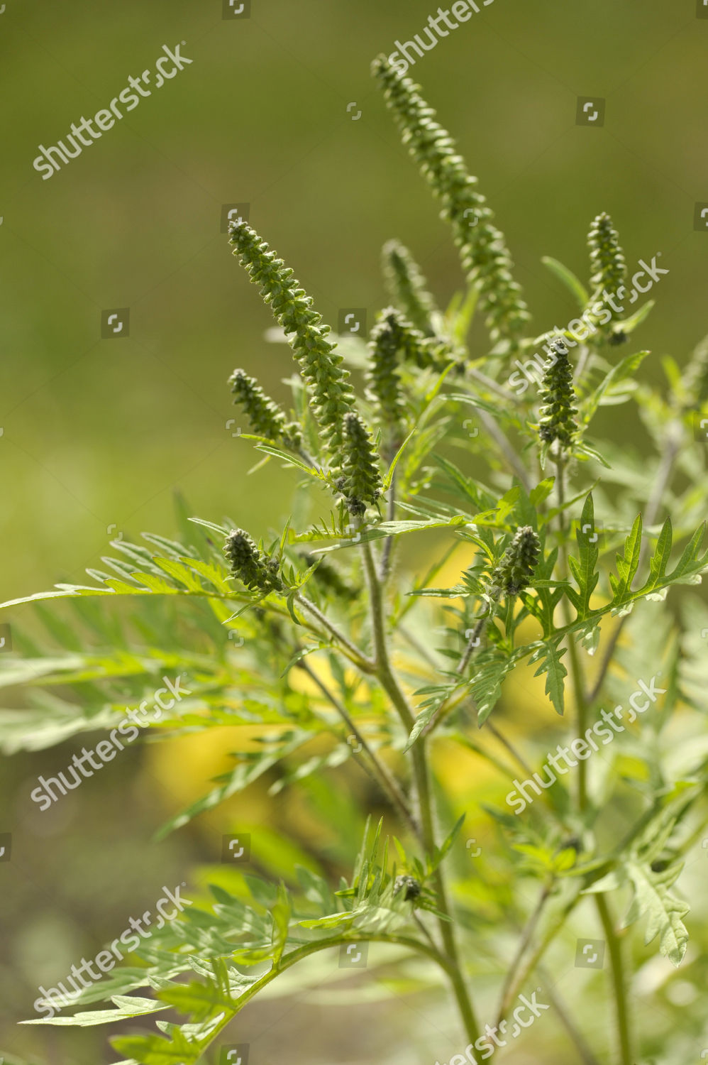 Common Ragweed Ambrosia Artemisiifolia Highly Allergenic Editorial ...