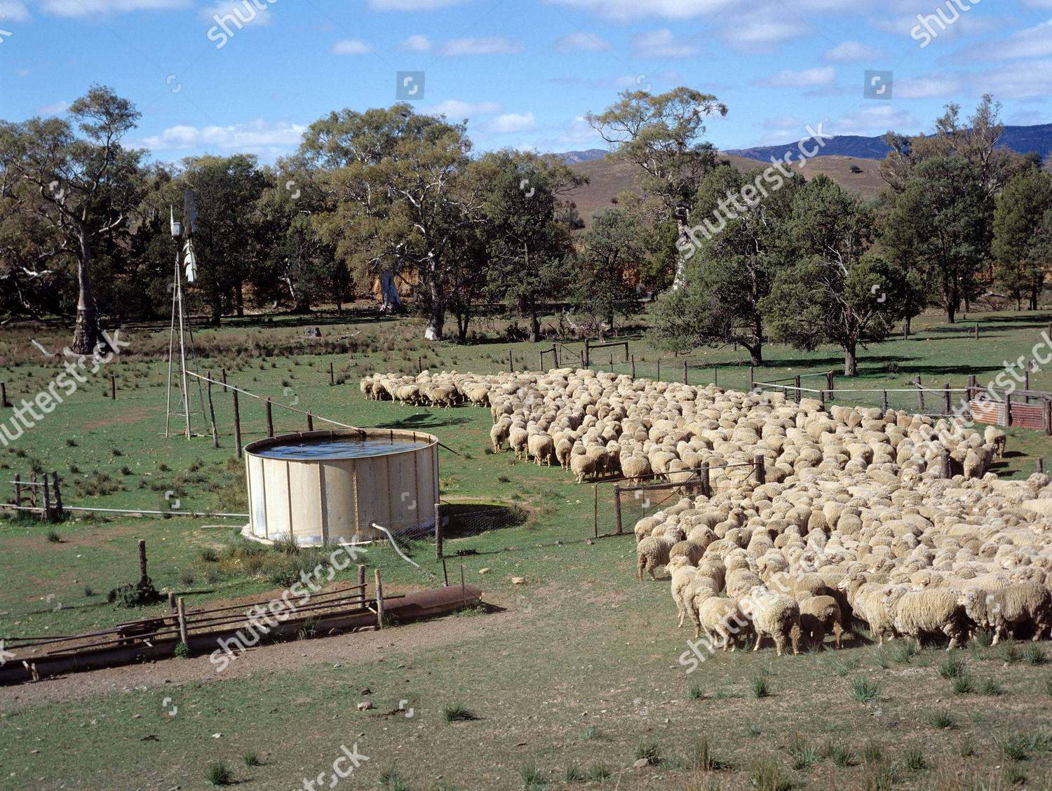 Sheep Muster Outback Australia Editorial Stock Photo - Stock Image ...