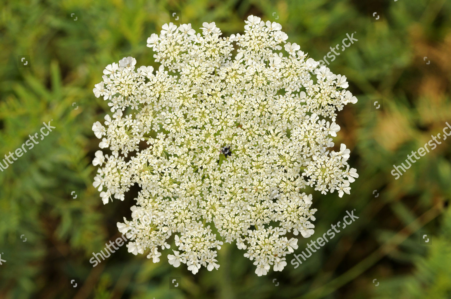 Flower Umbel Wild Carrot Daucus Carota Editorial Stock Photo - Stock ...