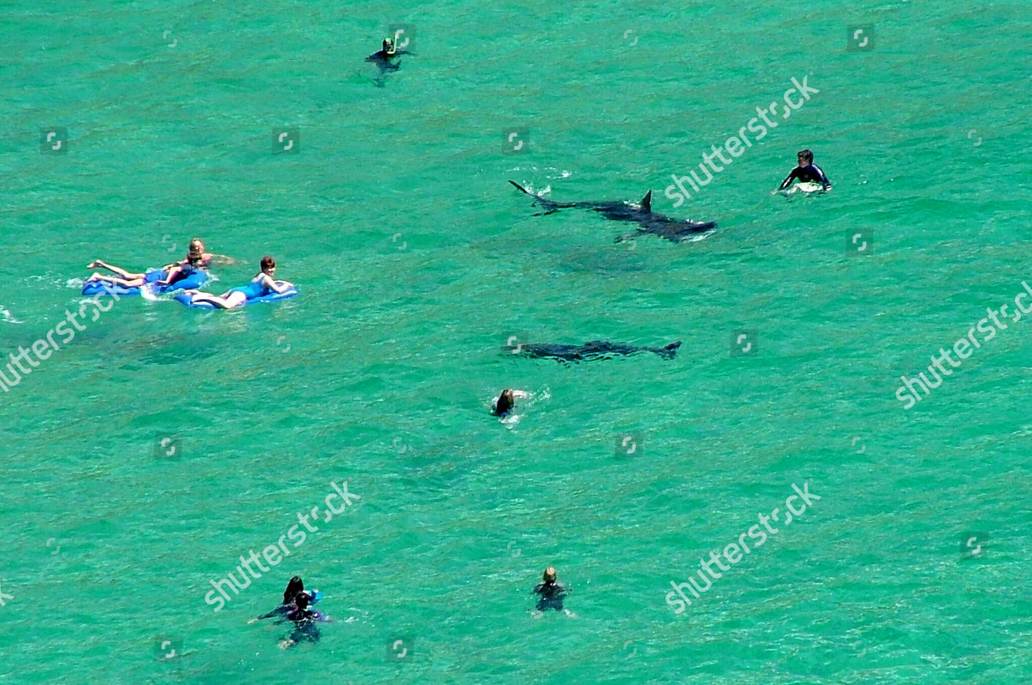 Bathers Swimming Basking Shark Baby Editorial Stock Photo - Stock Image ...