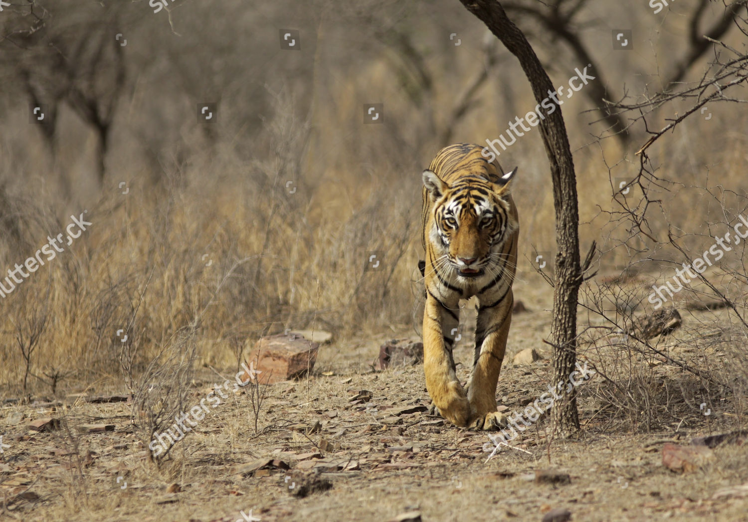 Tiger Panthera Tigris Walking Dry Habitat Editorial Stock Photo - Stock ...