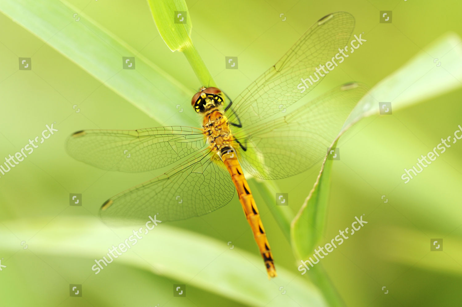 Spotted Darter Sympetrum Depressiusculum Editorial Stock Photo - Stock ...