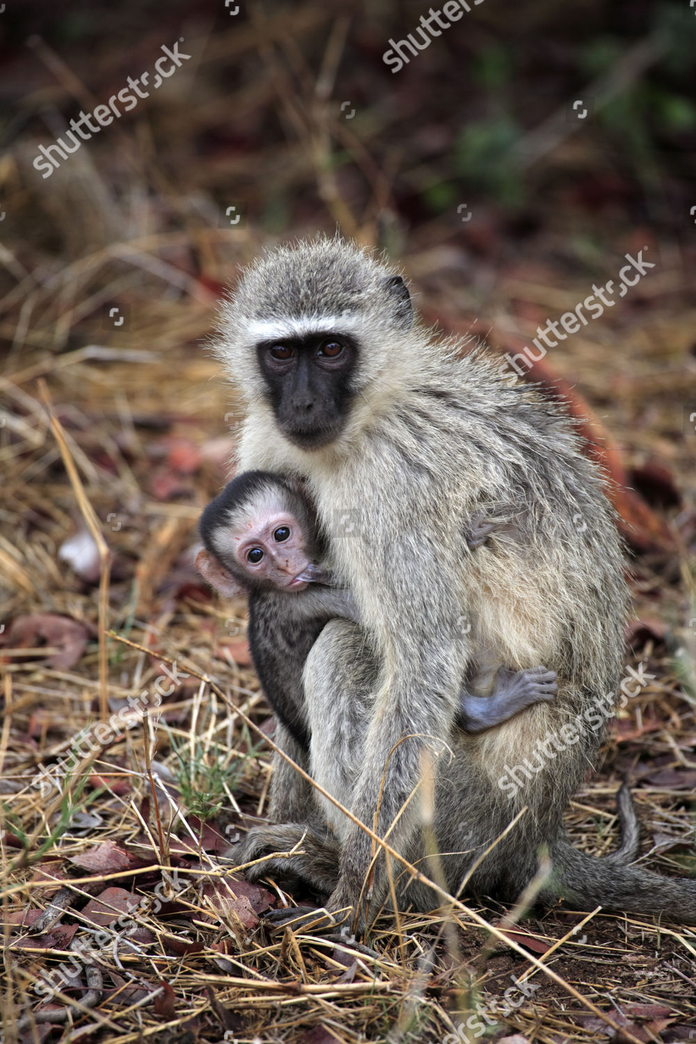 Vervet Monkey Grivet Monkey Cercopithecus Aethiops Editorial Stock ...