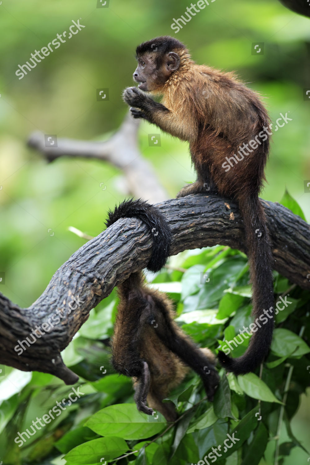 Weeper Capuchin Cebus Olivaceus Adult Tree Editorial Stock Photo ...