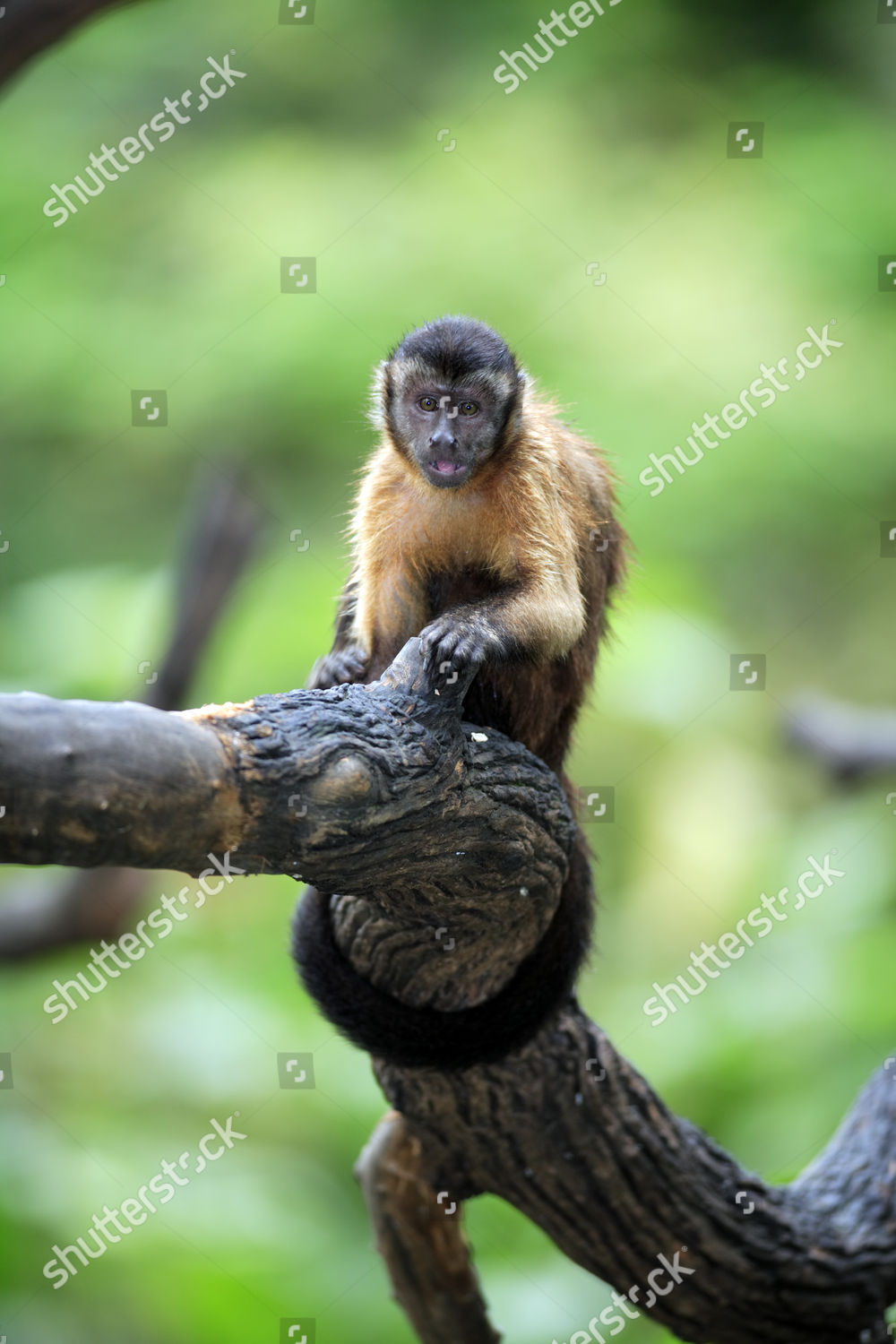 Weeper Capuchin Cebus Olivaceus Adult Eating Editorial Stock Photo ...