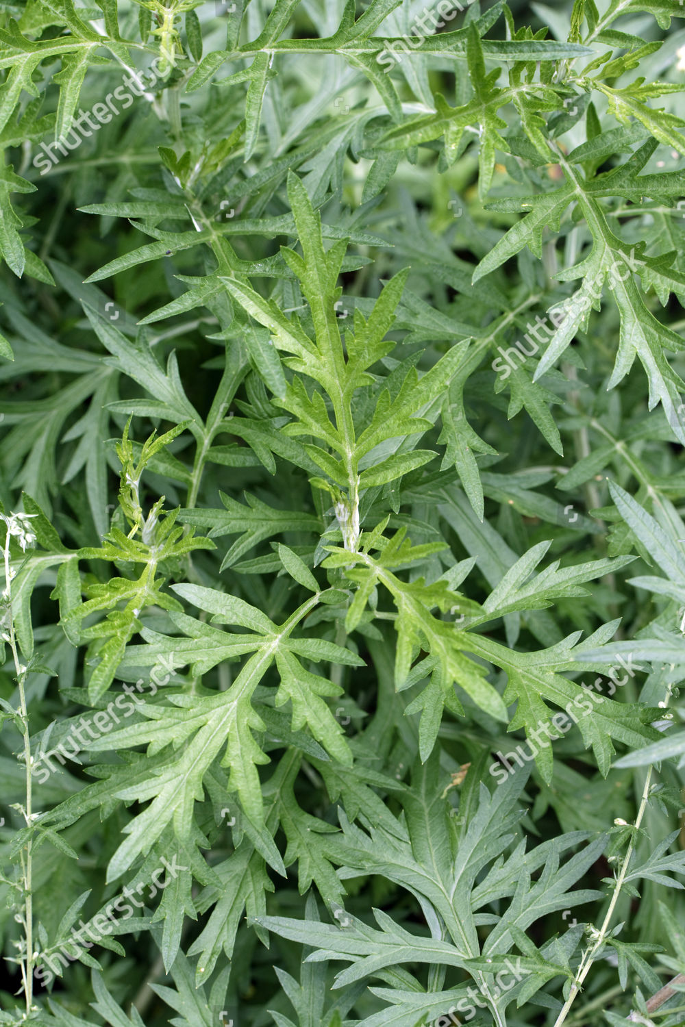 Wormwood Absinthe Wormwood Artemisia Absinthium L Editorial Stock Photo ...