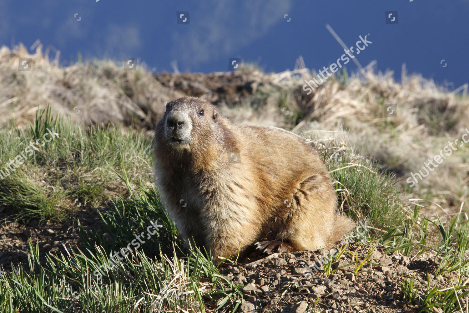Olympic Marmot Marmota Olympus Endemic Olympic Editorial Stock Photo - Stock Image | Shutterstock