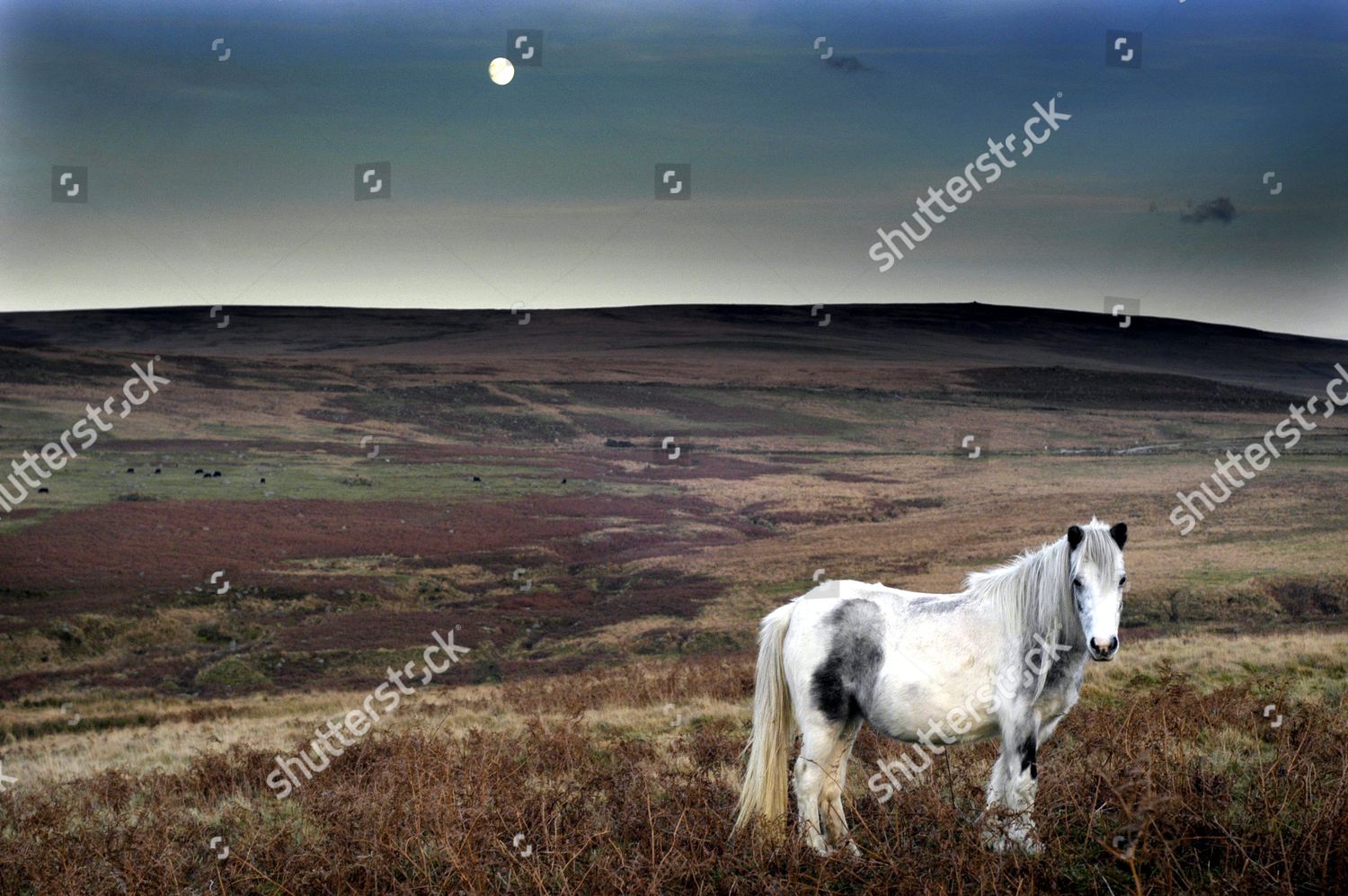 Moon Rises Over Dartmoor Close Cadover Editorial Stock Photo - Stock ...