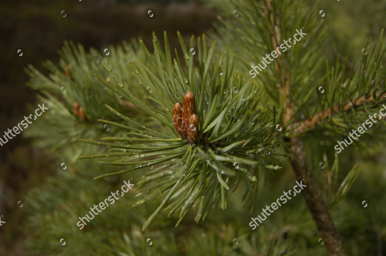 Scottish Pine Tree Editorial Stock Photo - Stock Image | Shutterstock
