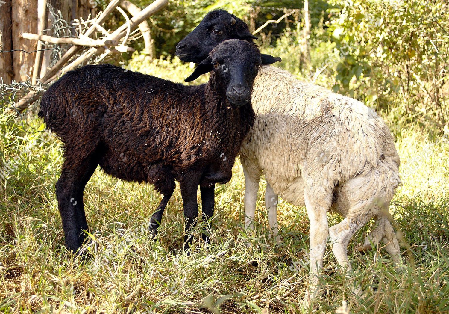 6 Legged Sheep 5 Legged Lamb Editorial Stock Photo - Stock Image ...