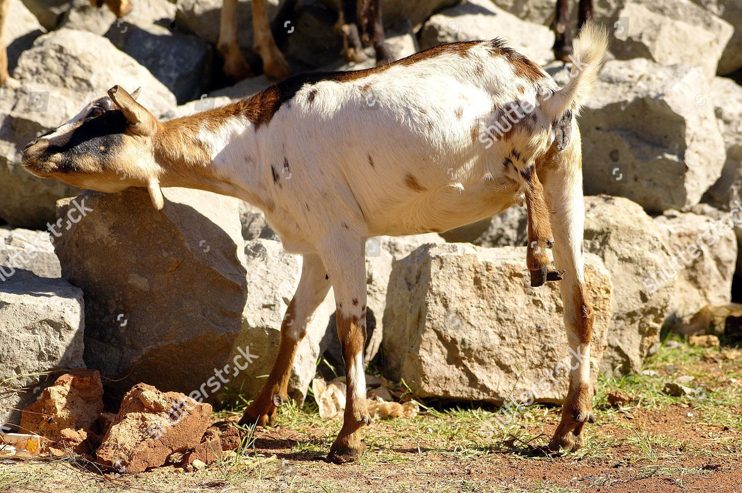 3 Legged Goat Editorial Stock Photo - Stock Image | Shutterstock