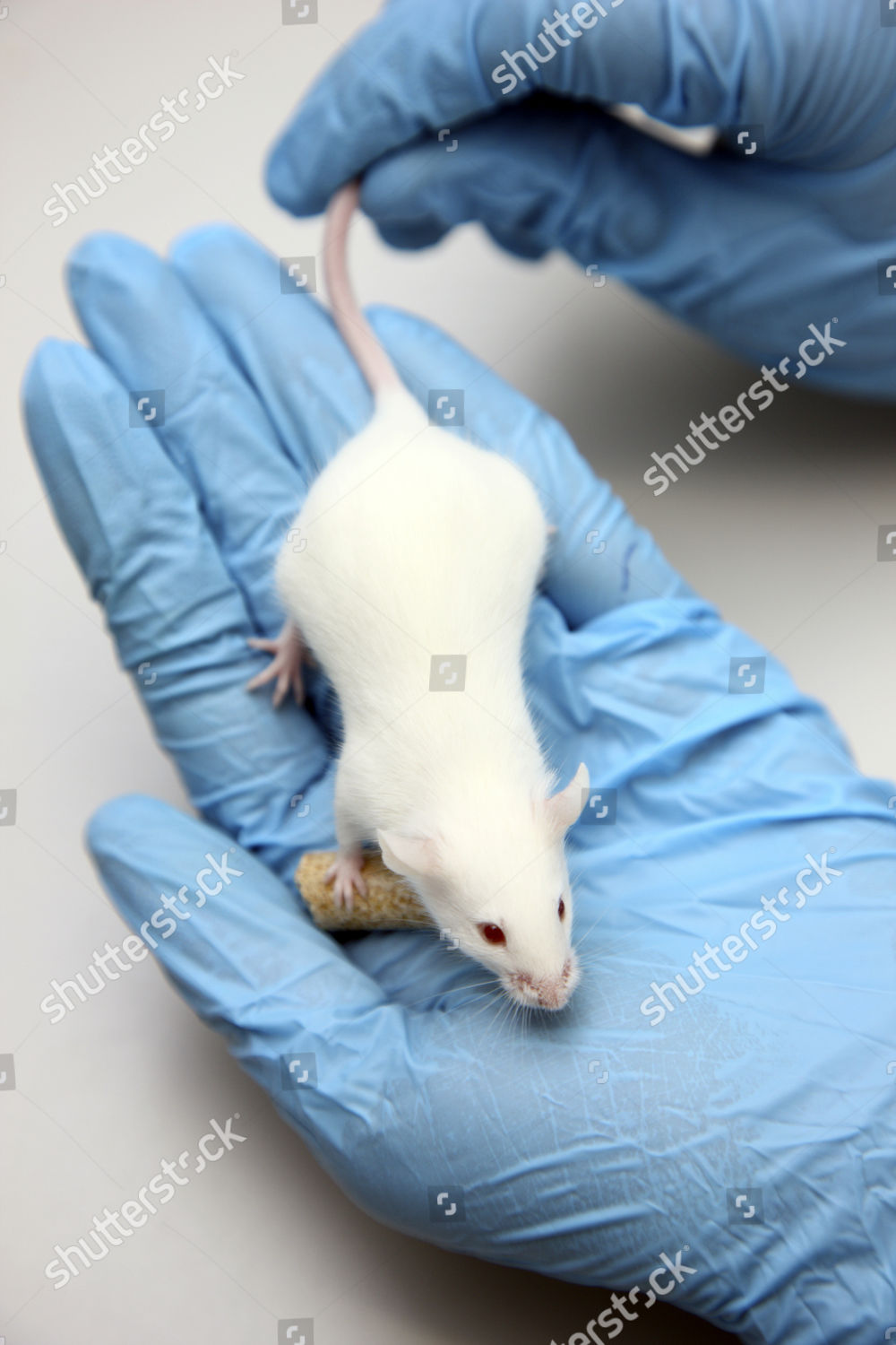 Mouse Bred Experimental Purposes Centre Medical Editorial Stock Photo ...