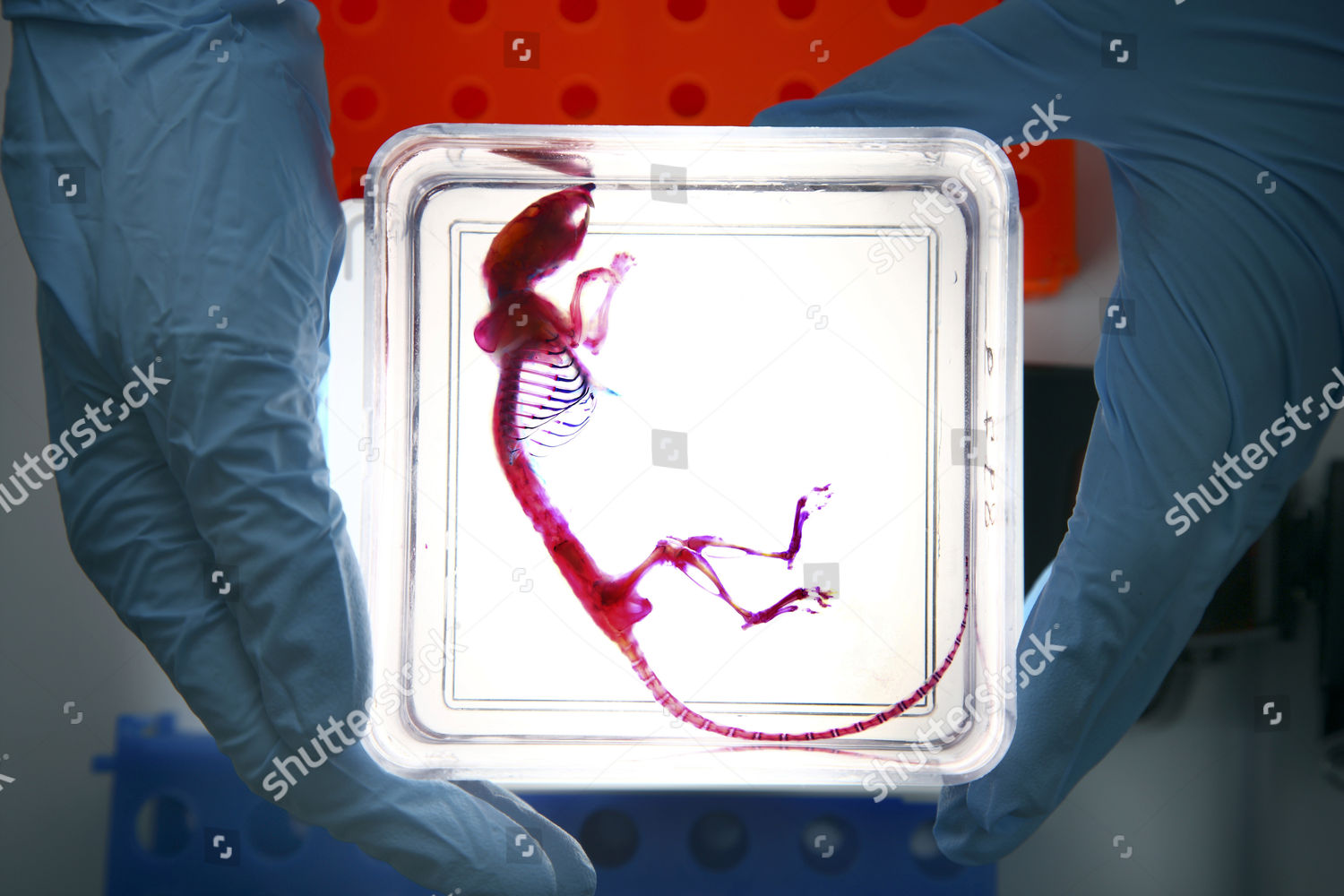 Skeletal Preparation Mouse Mus Musculus Centre Editorial Stock Photo ...